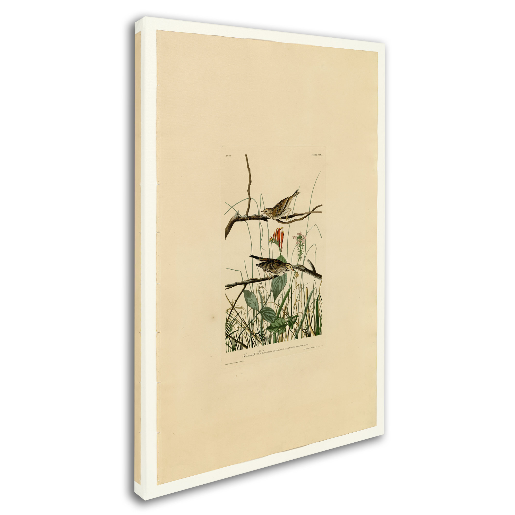 Vault W Artwork 'Savannah Finchplate 109' Print on Wrapped Canvas ...