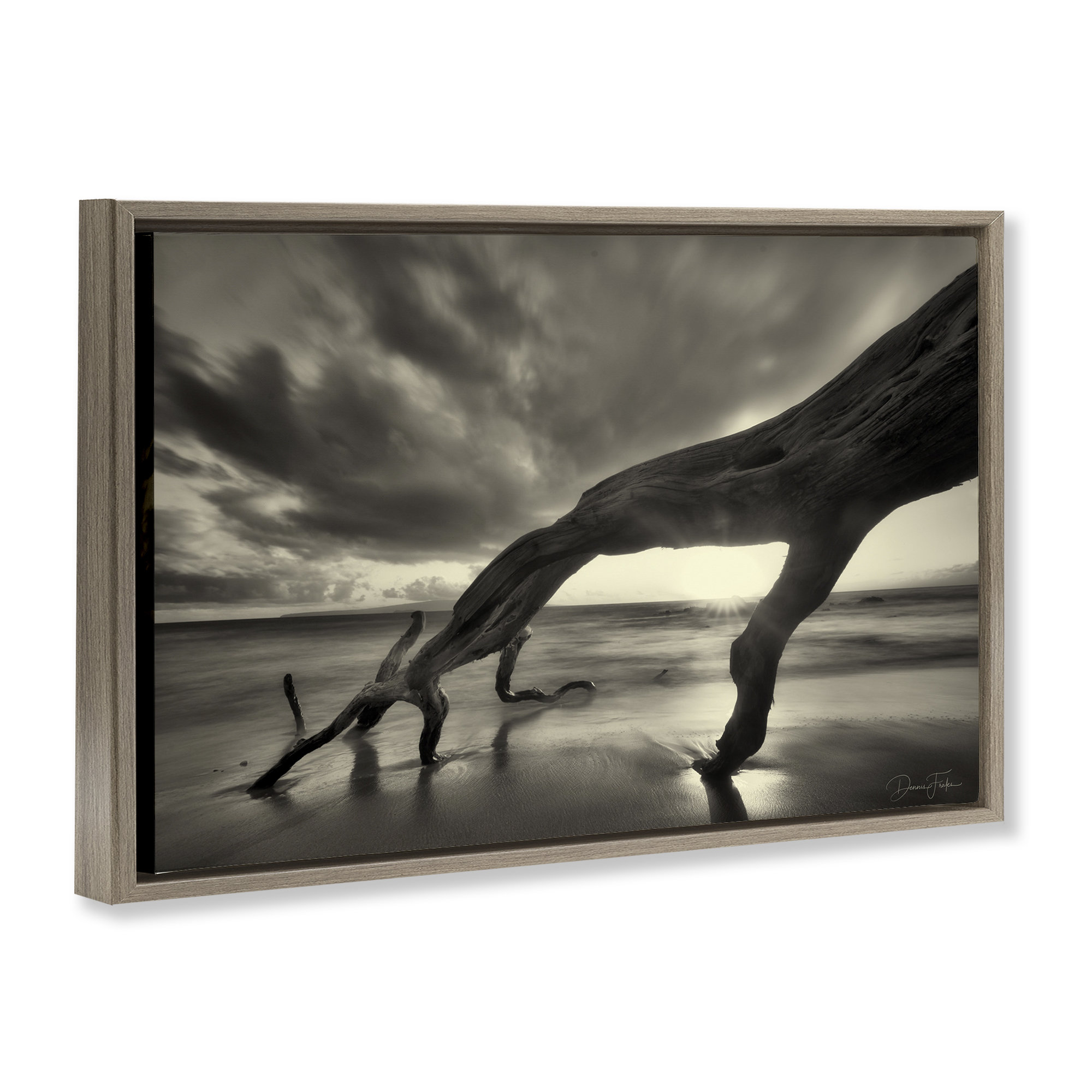 Dovecove Tree Trunk on Shore Framed Floater Canvas by Dennis Frates ...