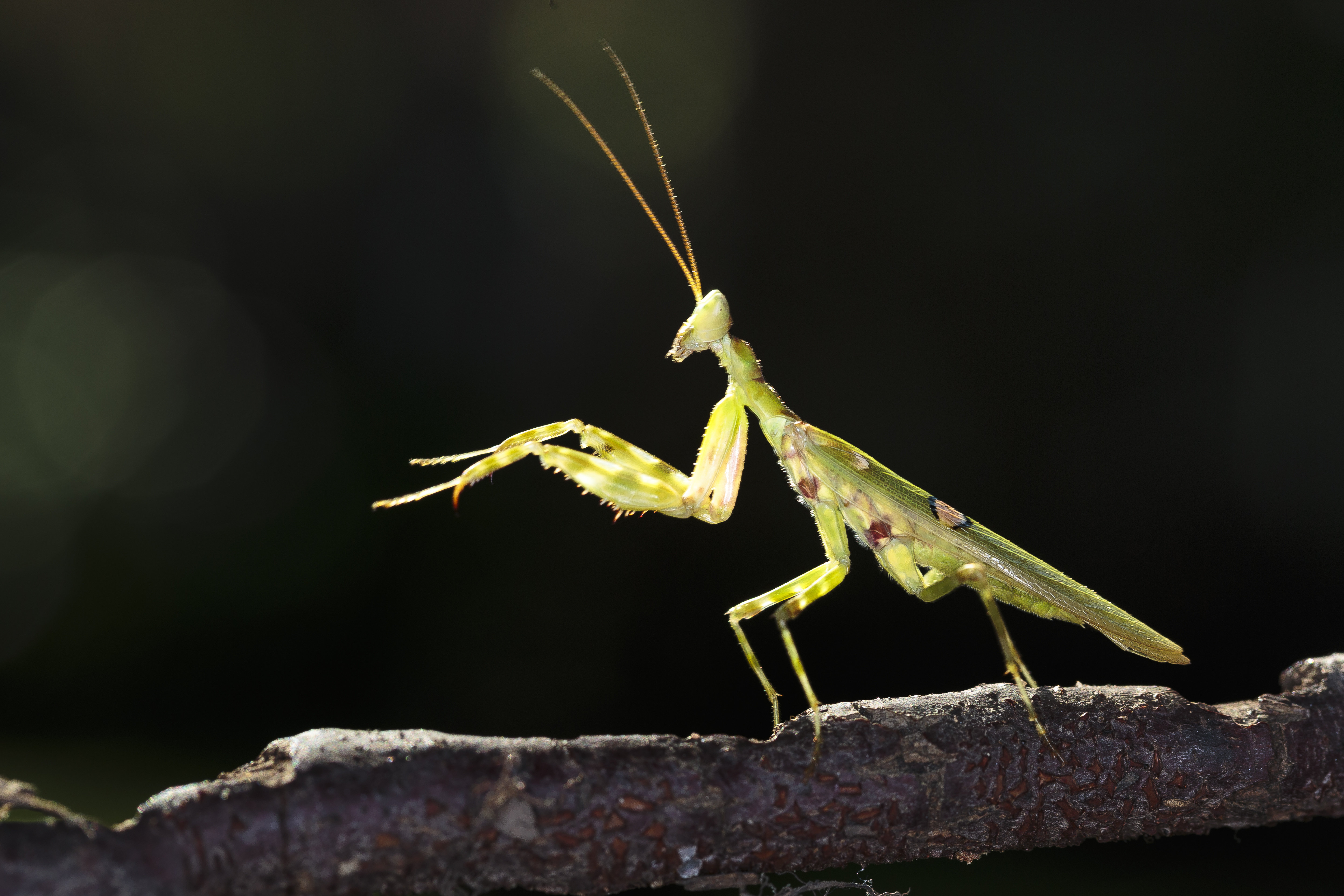 Hokku Designs Christoula Mantis On Canvas Photograph | Wayfair