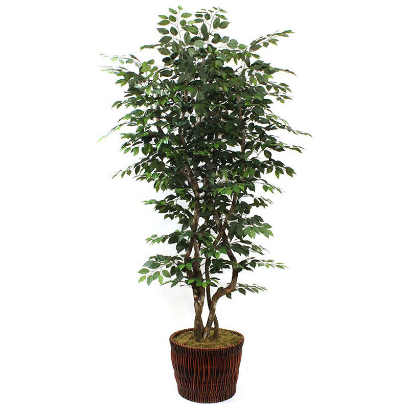 Dalmarko Designs 90" Ficus Tree in Planter & Reviews | Perigold