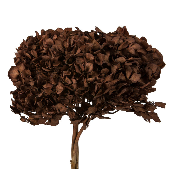Primrue Natural Botanicals 15" Hydrangea with Multiple Branch Segments ...