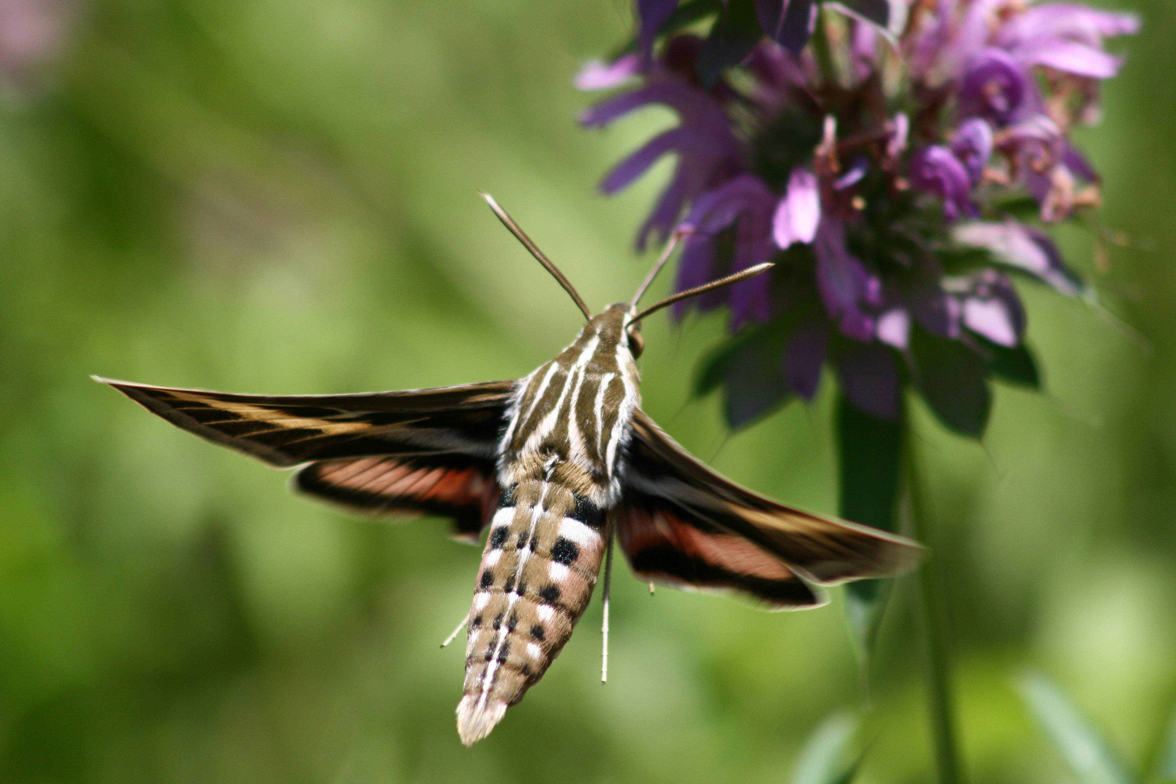 Hokku Designs Fonzie Sphinx Moth On Canvas by Bobme Photograph | Wayfair
