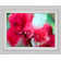 Bright Star Spikey Flower Heads - Single Picture Frame Art Prints ...