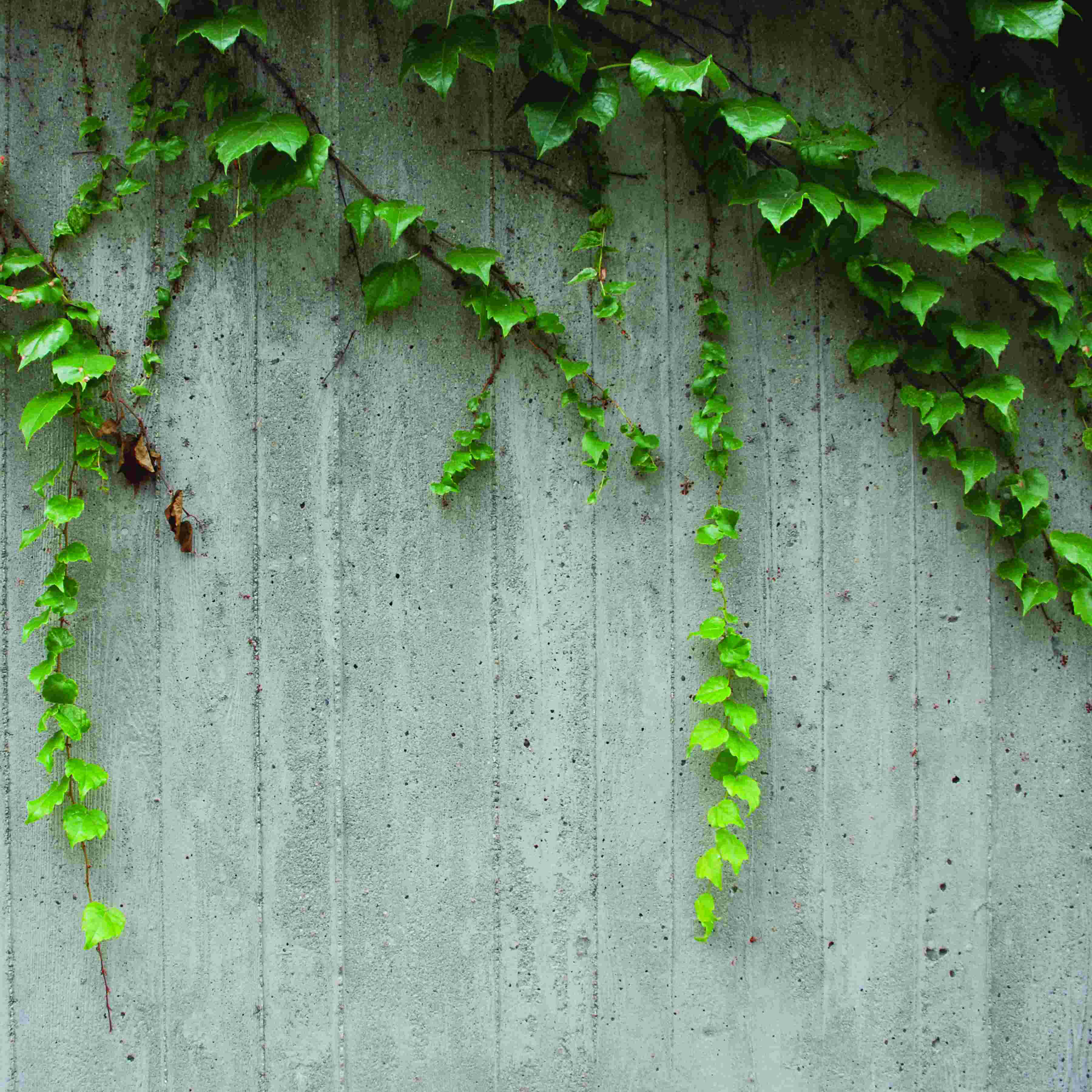Ebern Designs Vines On Concrete - Wayfair Canada