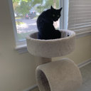 Tucker Murphy Pet™ Hasson 31'' H Cat Tree & Reviews | Wayfair