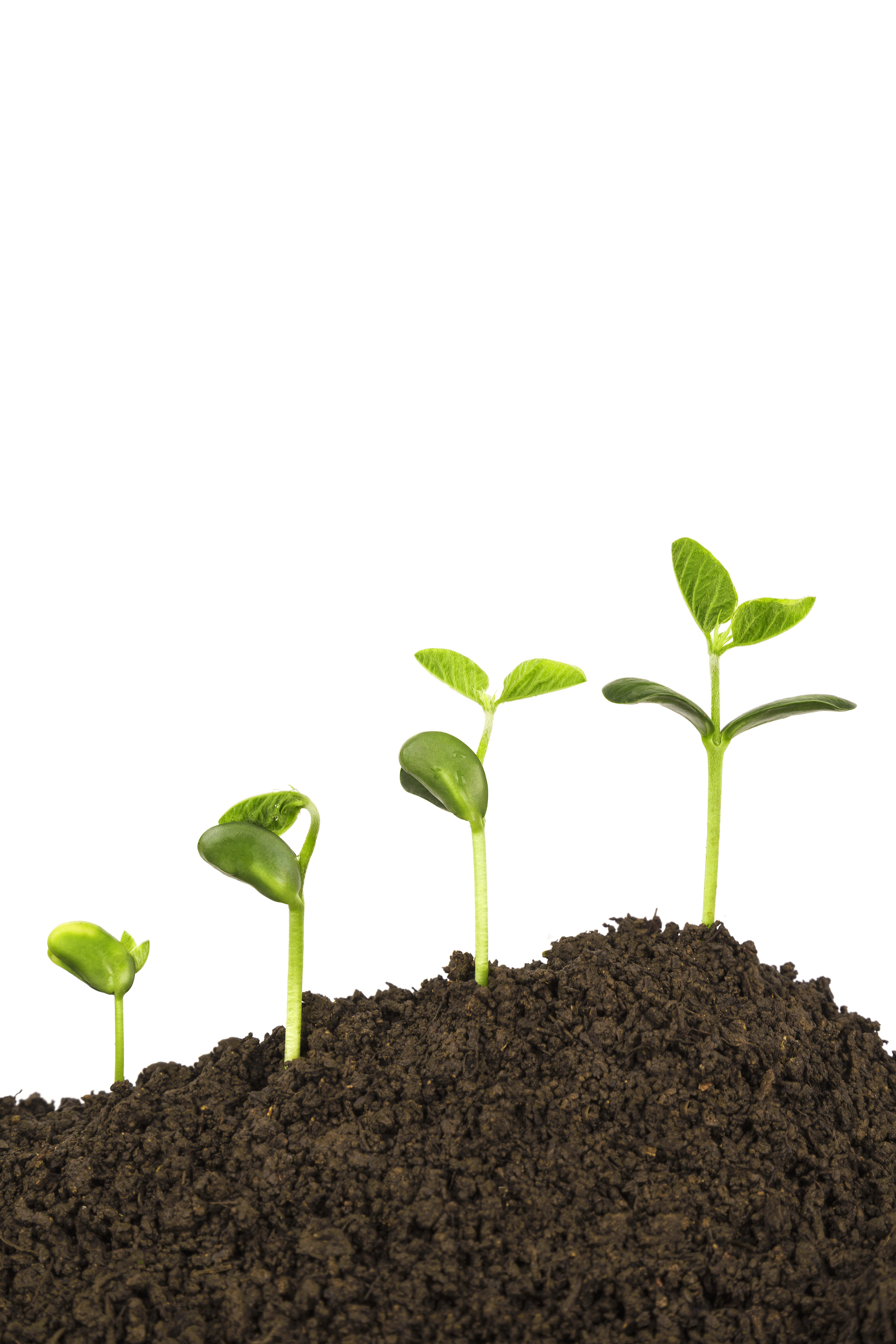 Ebern Designs New Life Growing in Spring by Feellife | Wayfair