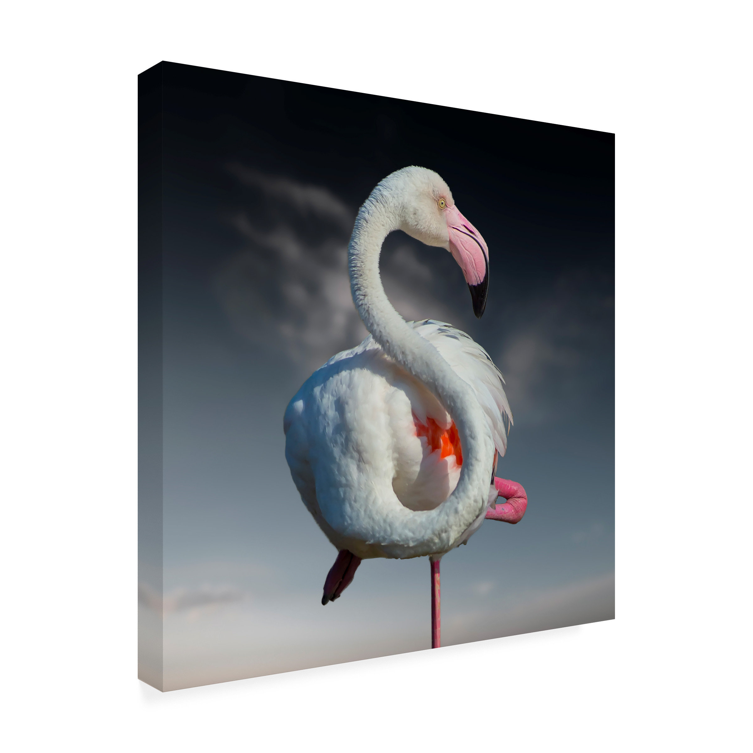 Trademark Art " In Pink We Trust " by Walter Caterina | Wayfair