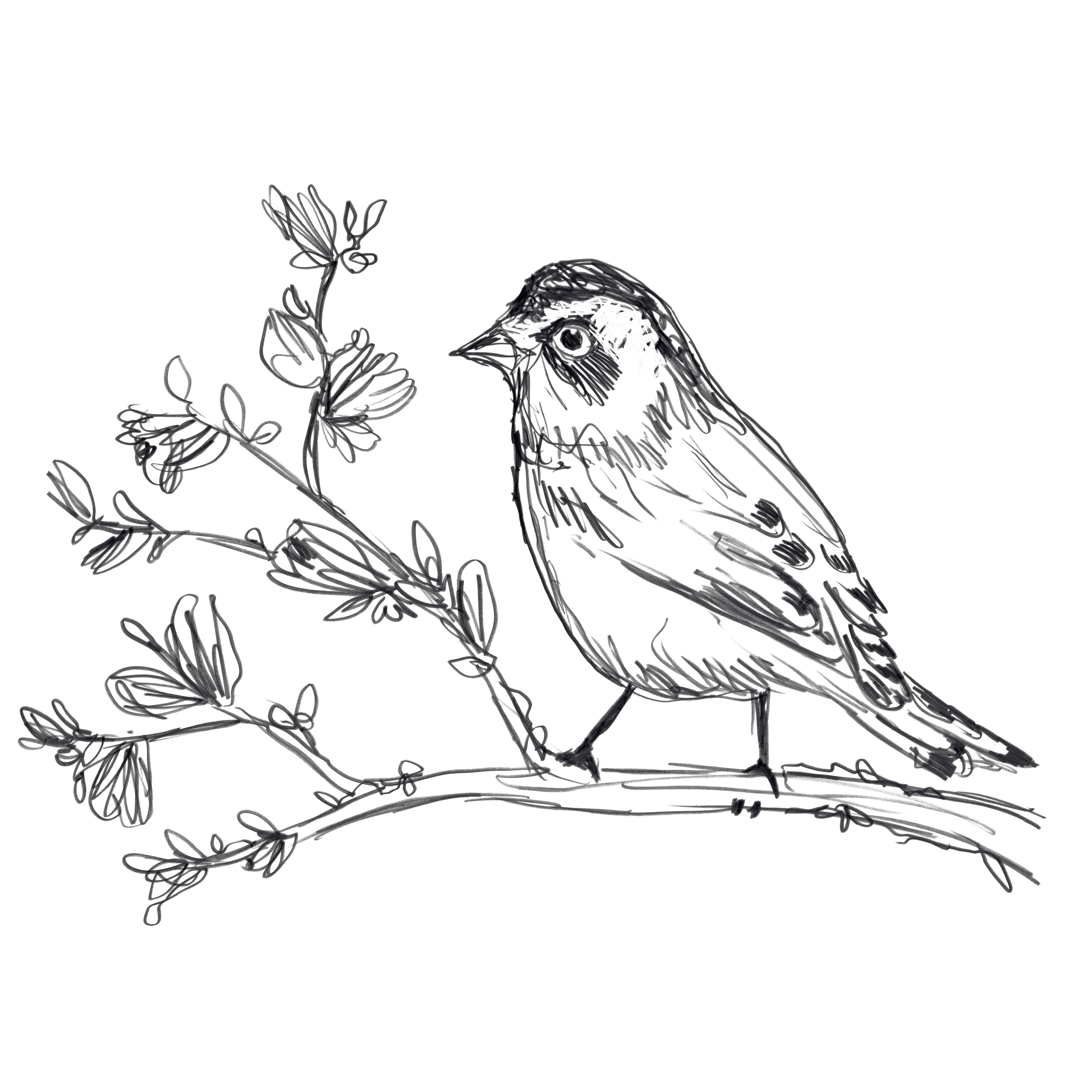 Red Barrel Studio® Simple Songbird Sketches II by June Erica Vess ...