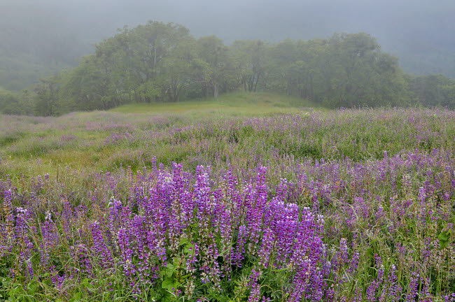 Latitude Run® Lupine And Oak Trees In Fog Bald Hills Redwoods National ...