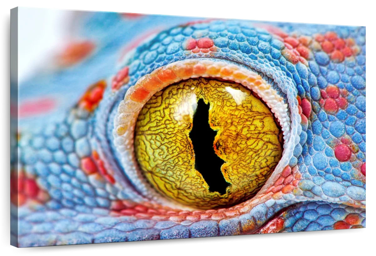 Ebern Designs Brampt Tokay Gecko Eye | Wayfair