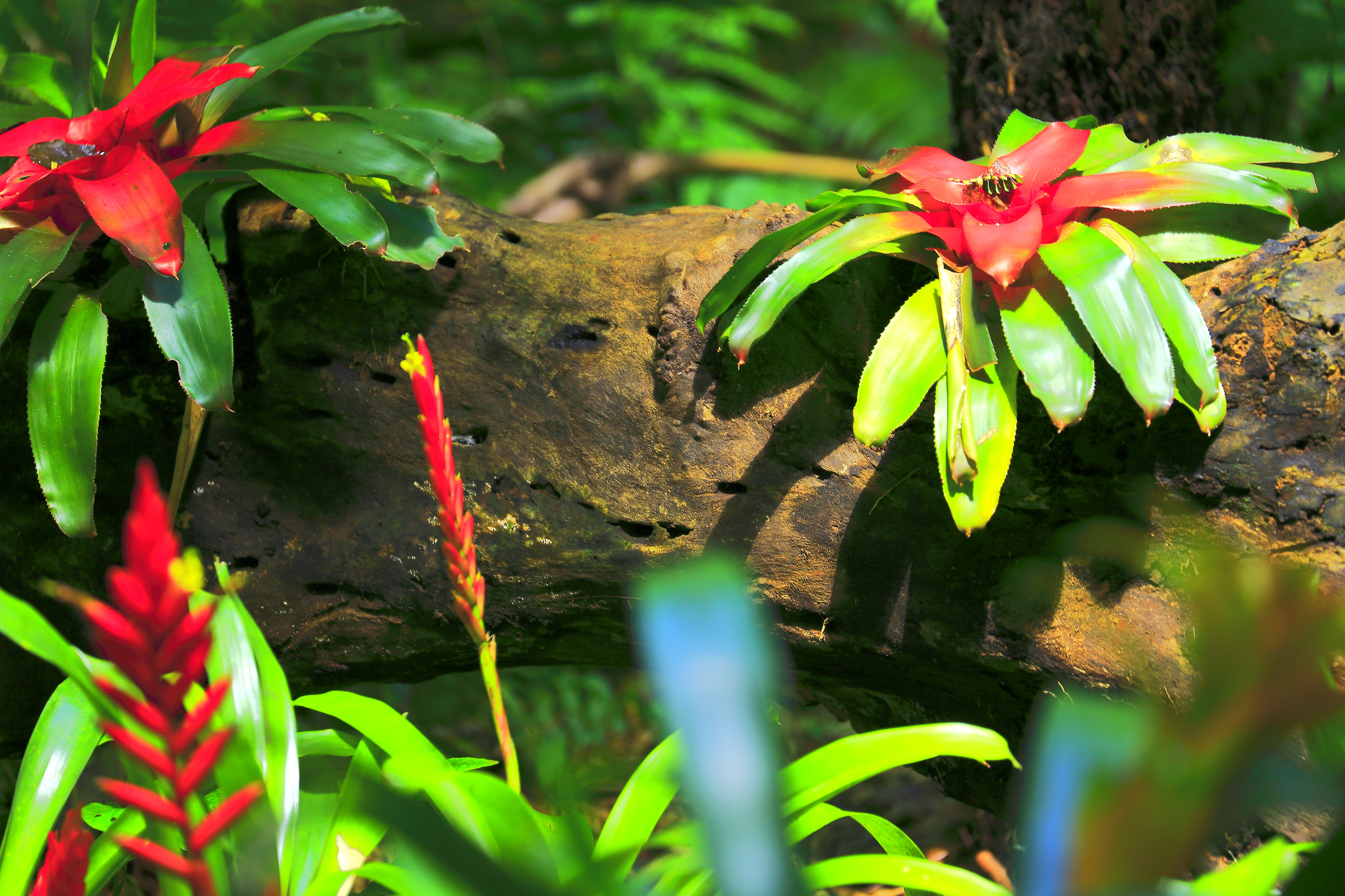 Latitude Run Bromeliad On A Stem Tree by Agustavop - Print | Wayfair.co.uk