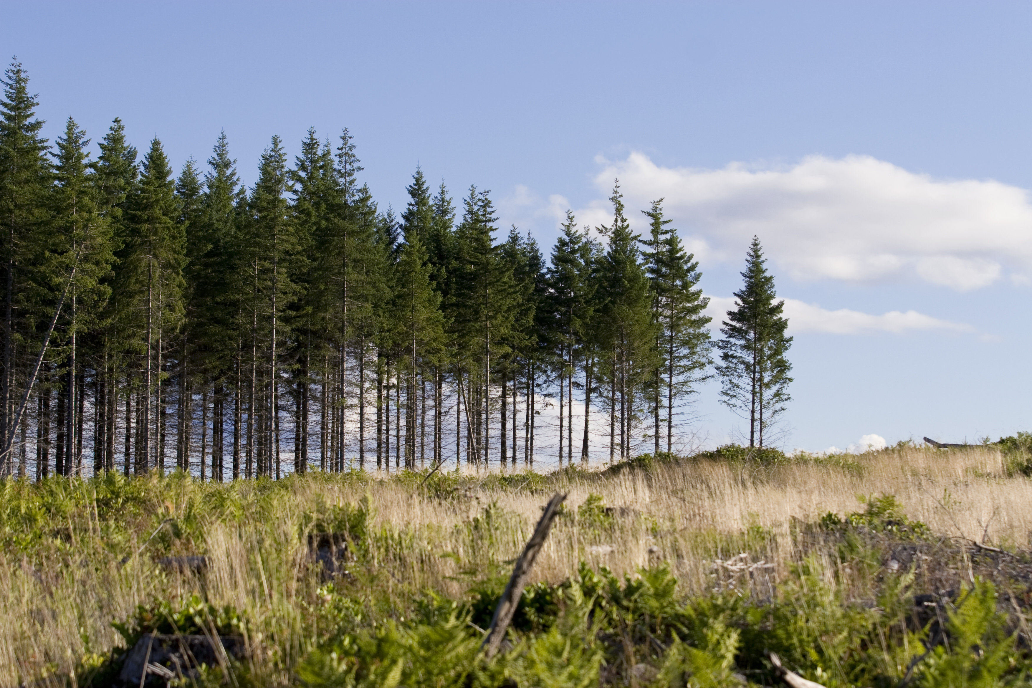 Latitude Run® Trees by Spinkle | Wayfair