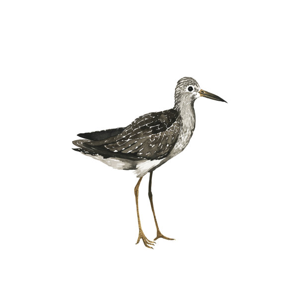 Highland Dunes Sea Bird III | Wayfair.co.uk