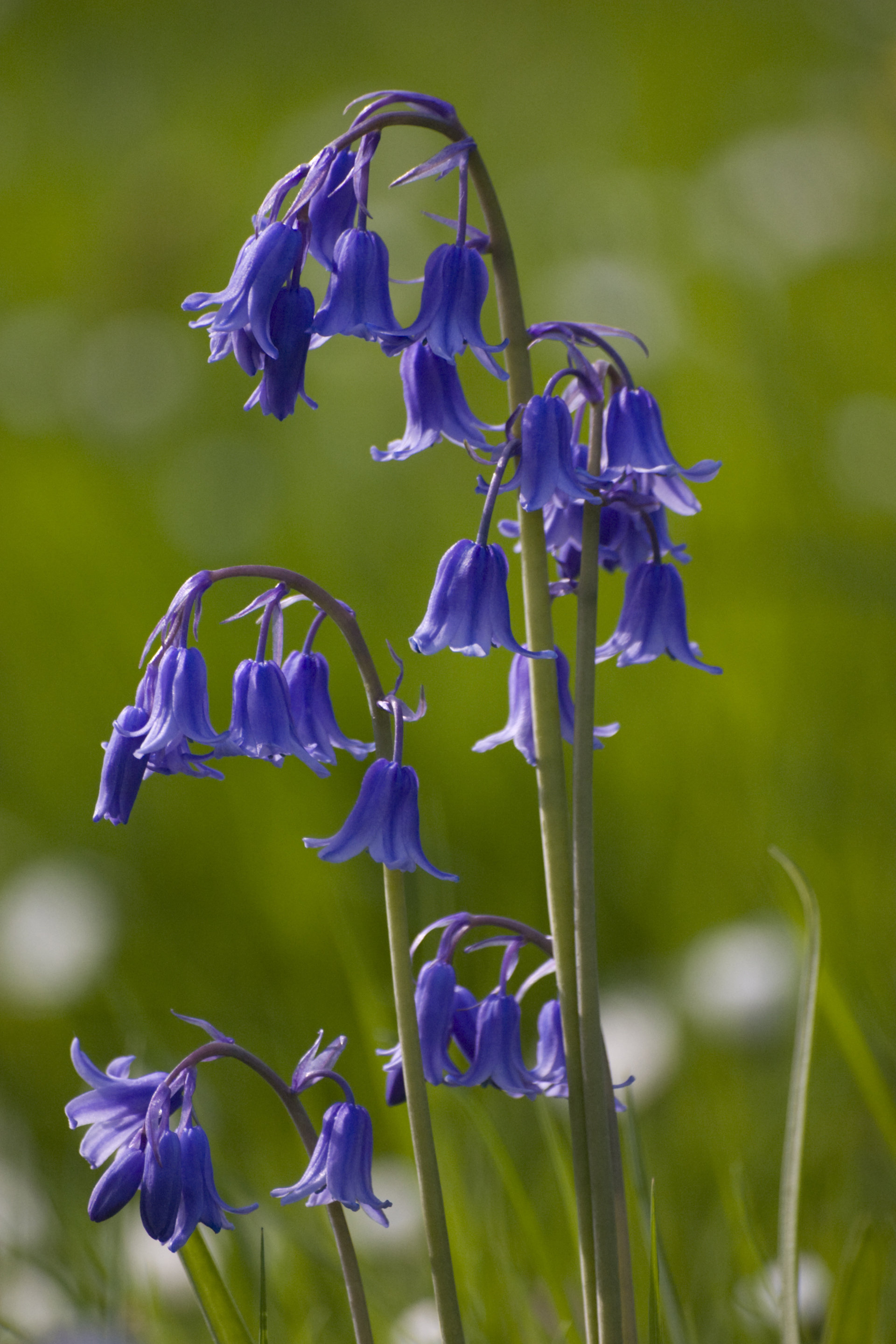 Hokku Designs Close-up of Bluebells - Wrapped Canvas Photograph | Wayfair