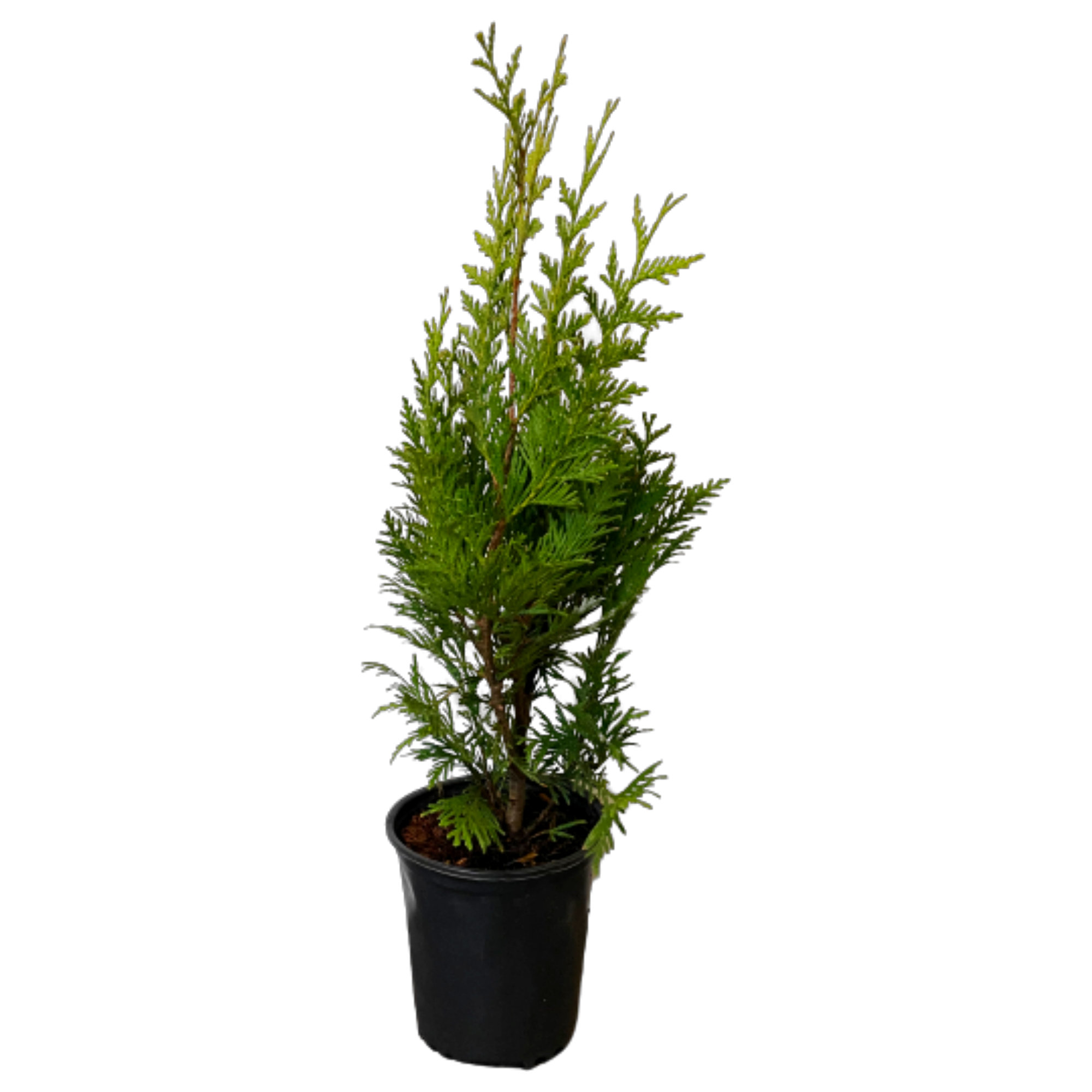 American Plant Exchange Green Giant Arborvitae, Thuja Evergreen Shrub ...