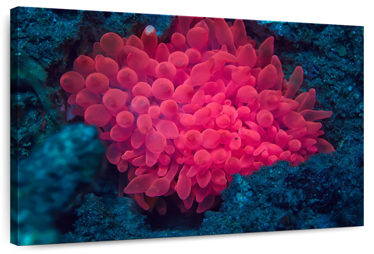Hokku Designs Pink Coral Reef | Wayfair