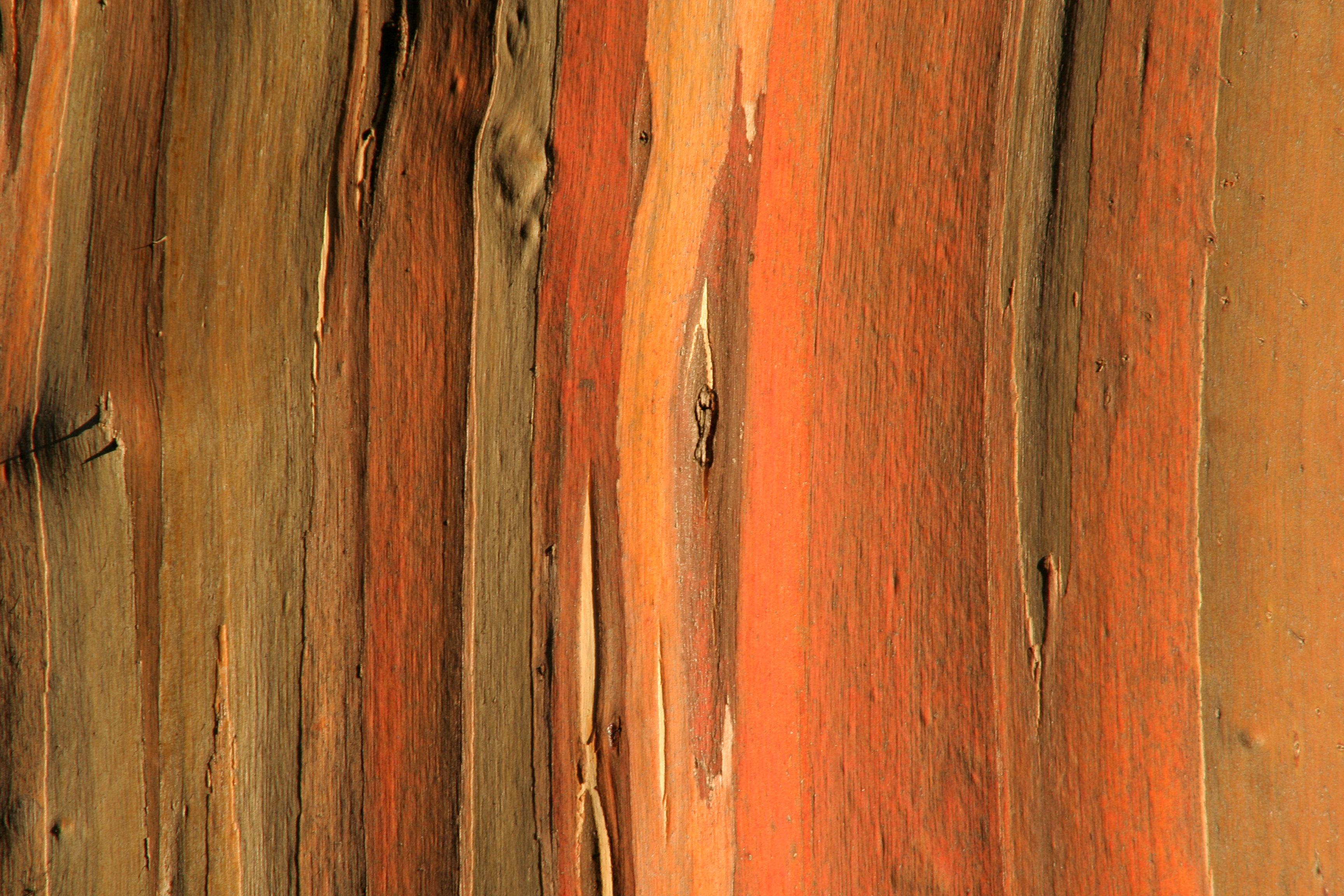 Ebern Designs Eucalyptus Tree Bark by Molloykeith | Wayfair