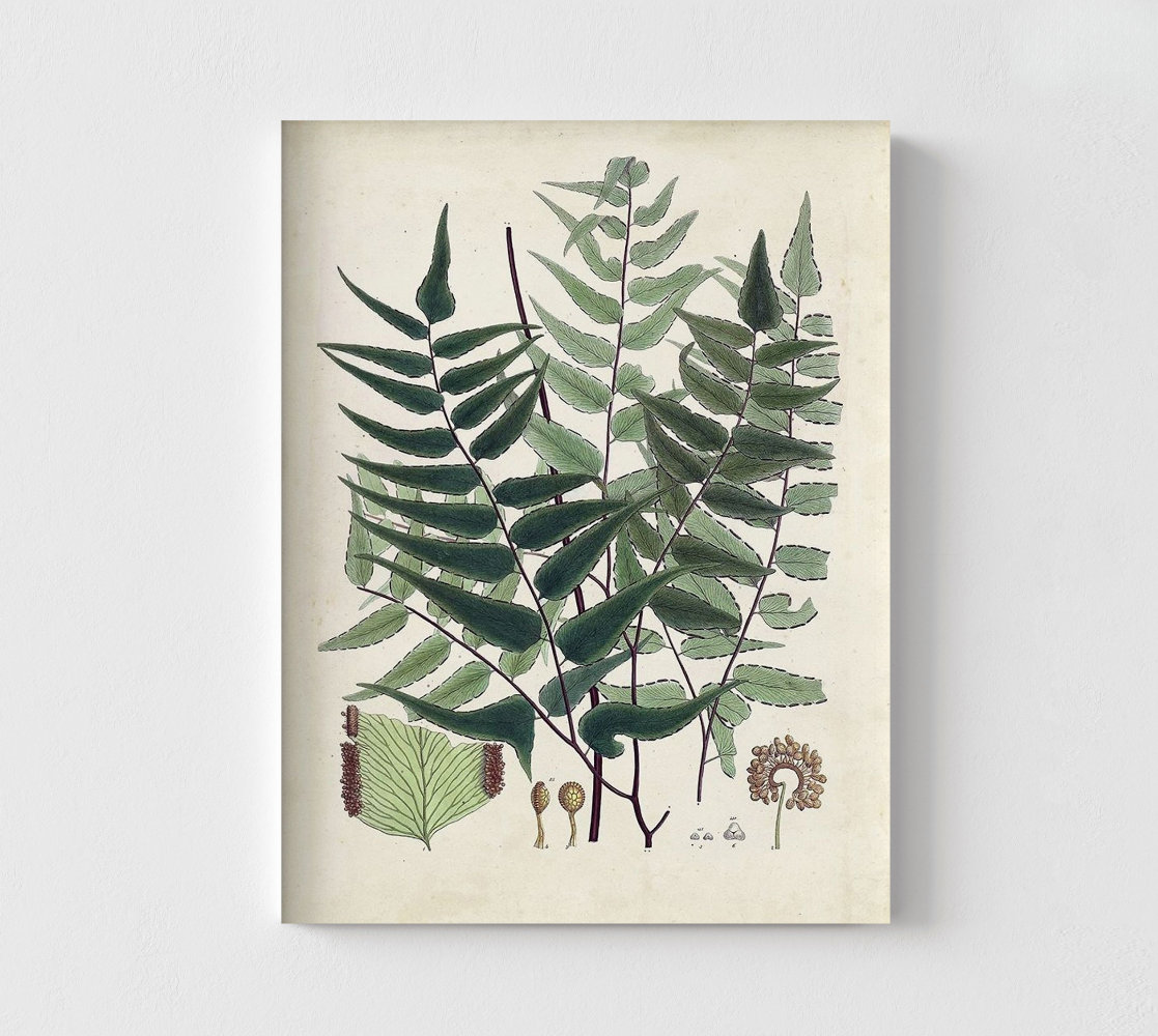 WeFrameArt Collected Ferns VII, Fern Poster Print, Leaf Art Botanical ...