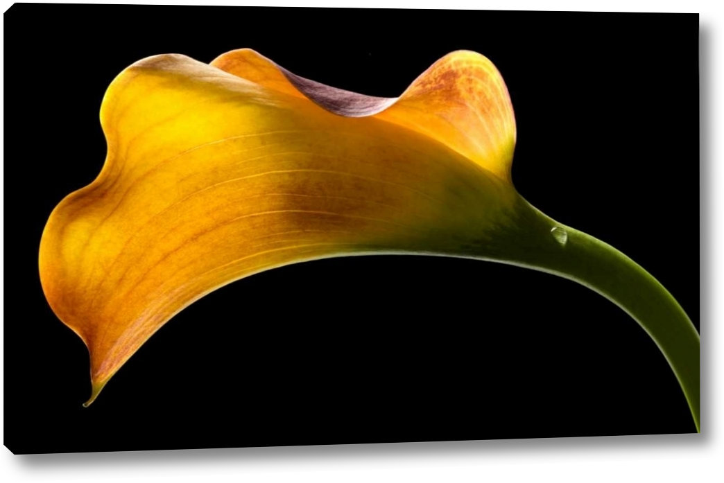 Ebern Designs 'Mango Calla Lily' by Barry Seidman Giclee Art Print on ...