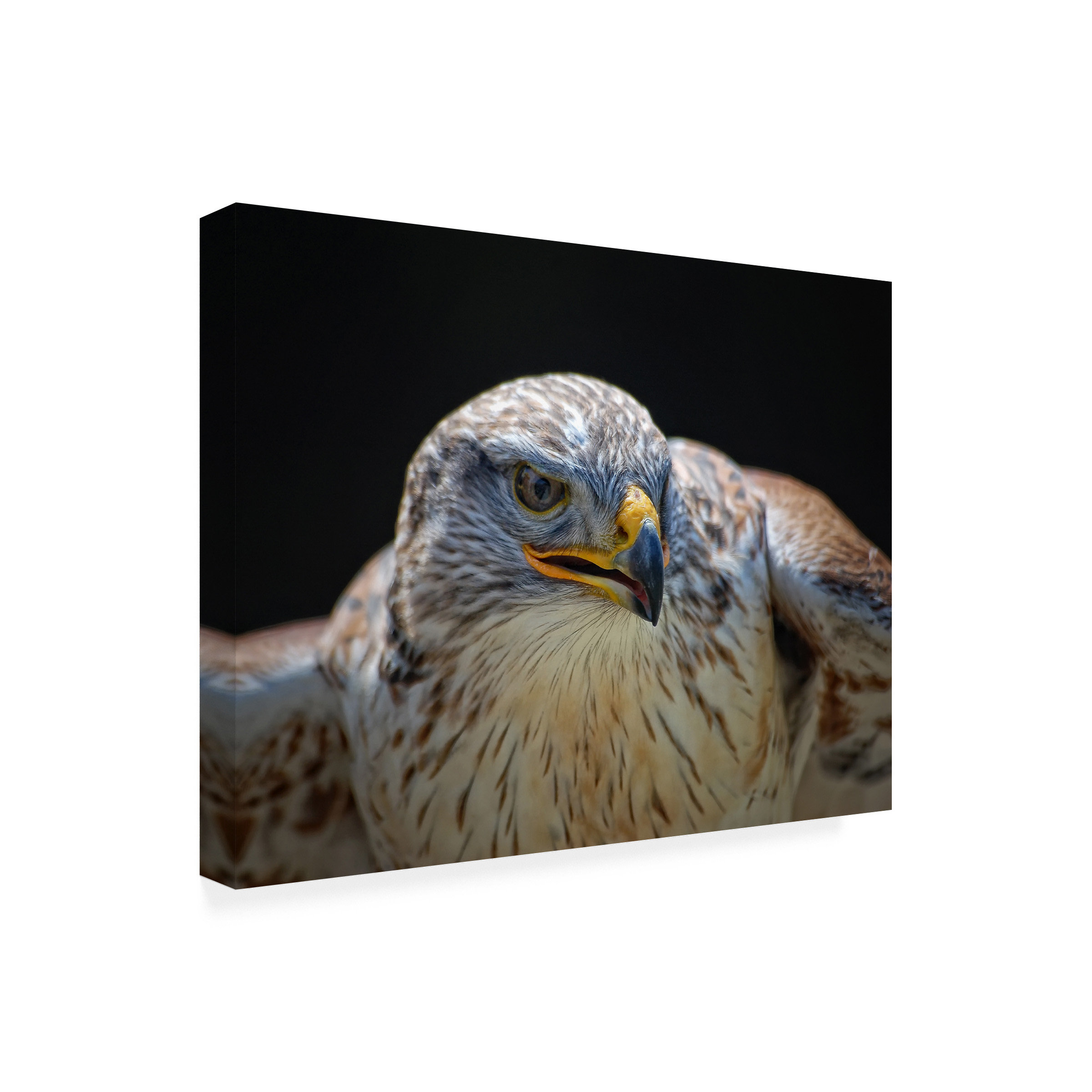Foundry Select Wrapped Canvas Wall Art - Alain Turgeon 'Red Tailed Hawk ...