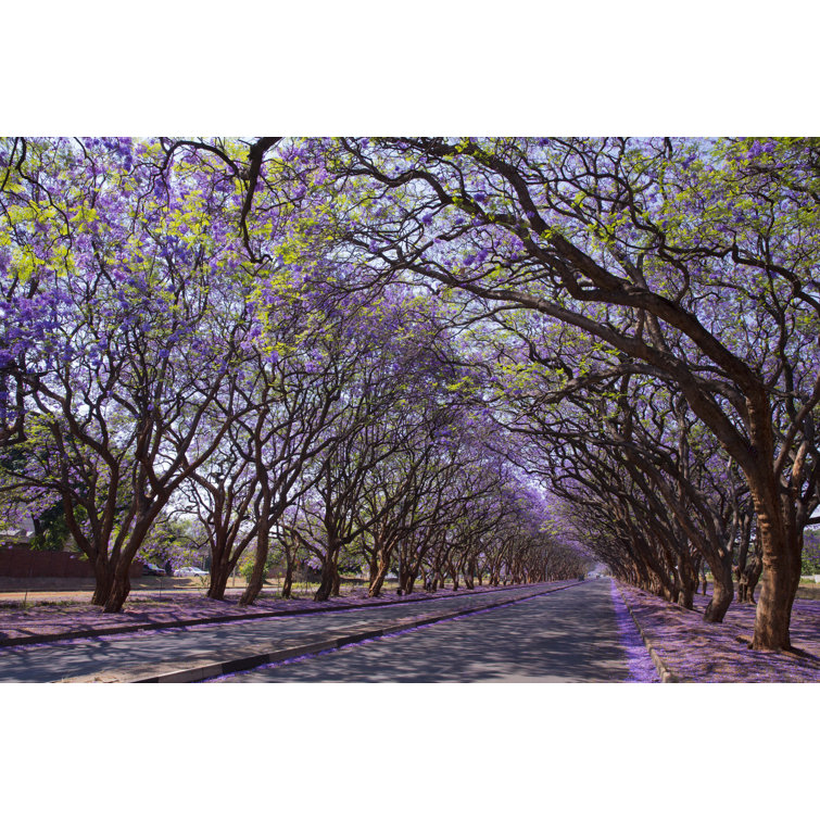 Ebern Designs Jacaranda Trees On Canvas by Jez_Bennett Print | Wayfair