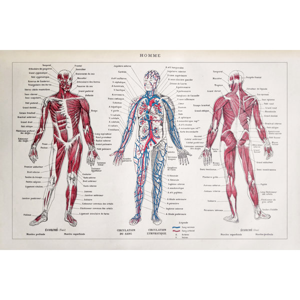 Trinx " Human Body " Print on Canvas | Wayfair