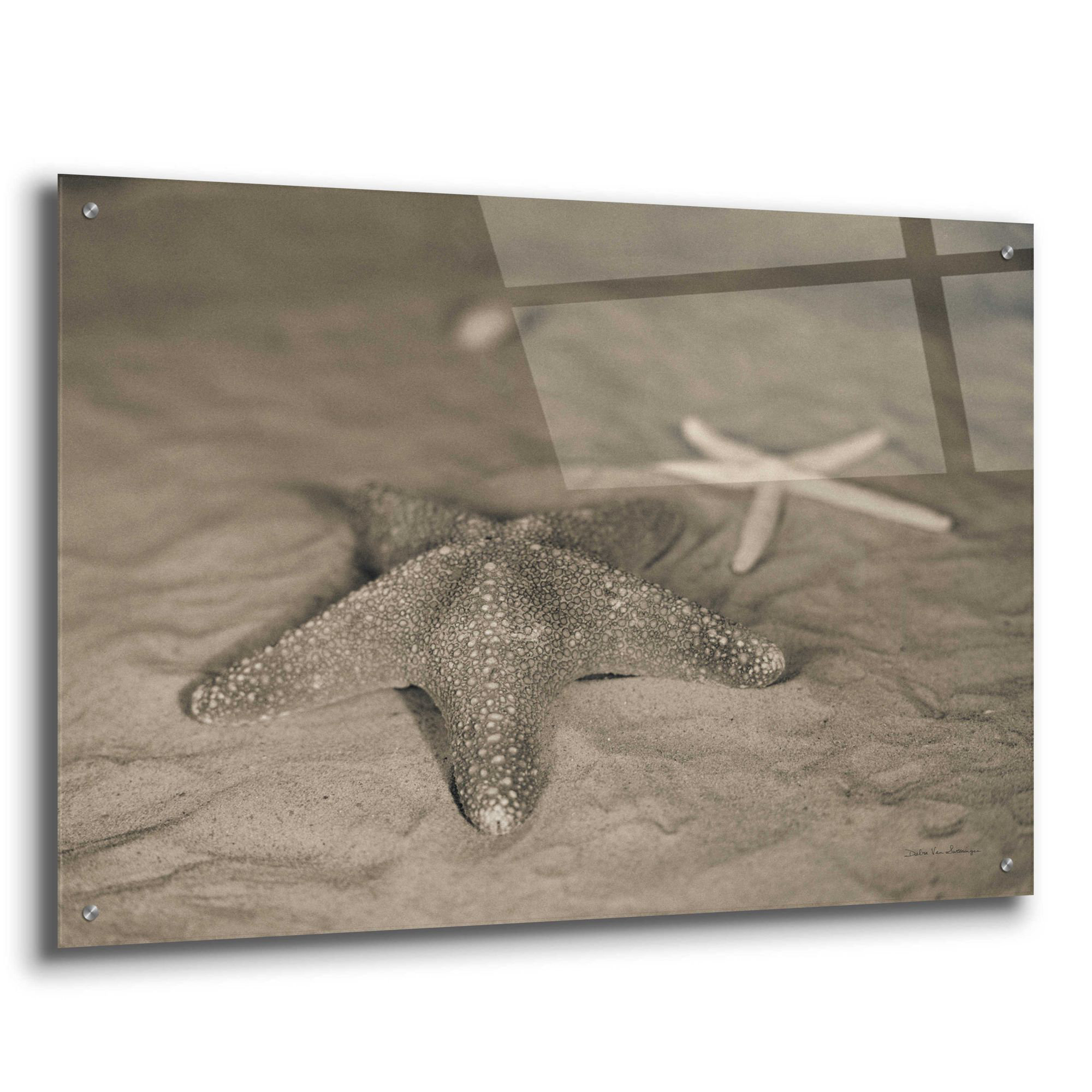 Rosecliff Heights 'Starfish II' By Debra Van Swearingen, Acrylic Glass ...