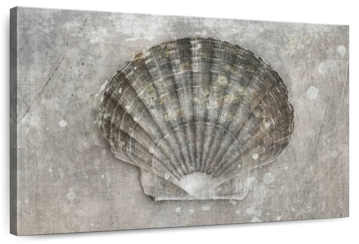 Breakwater Bay Aletra BW Scallop Seashell | Wayfair