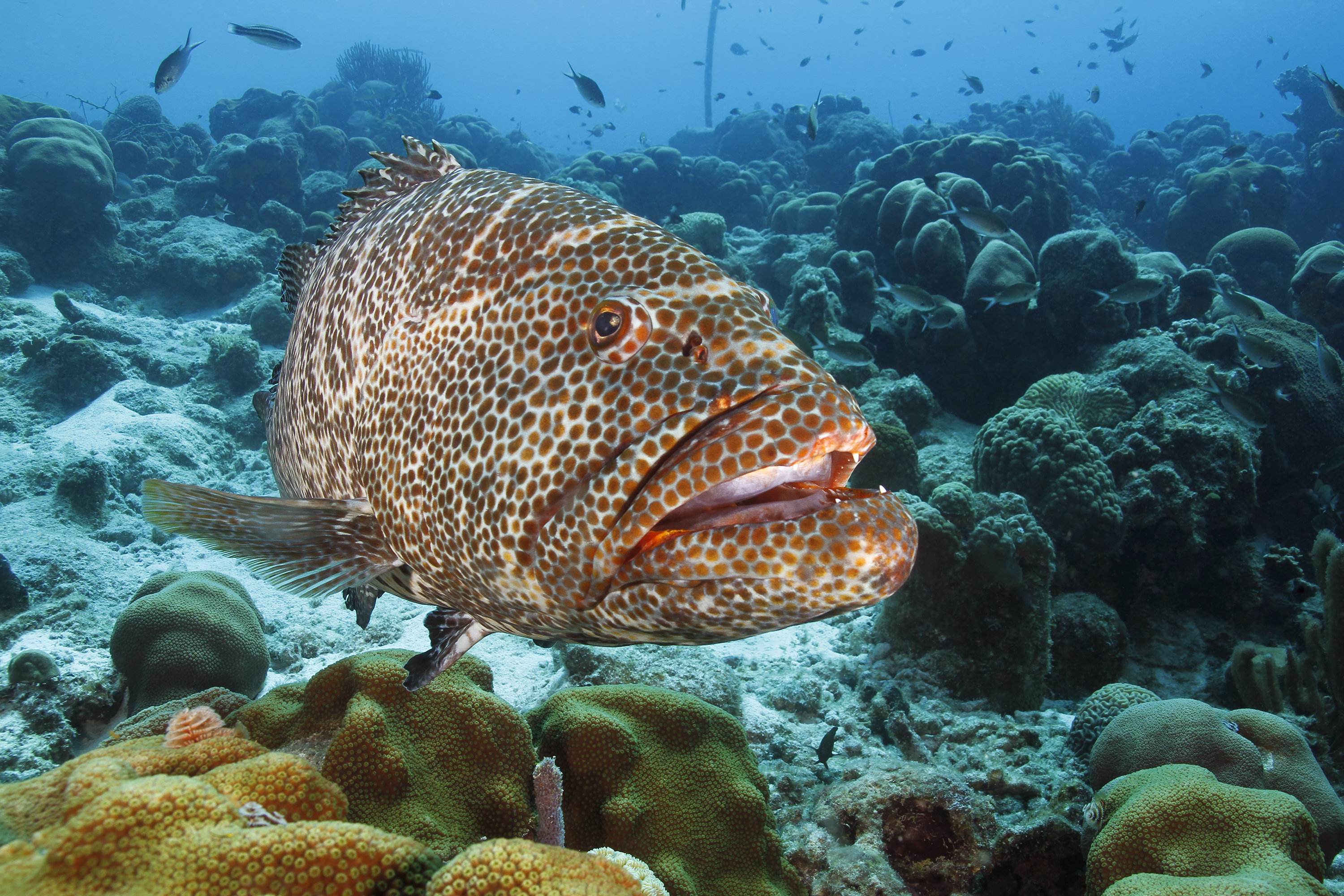 House of Hampton Tiger Grouper - Bonaire | Wayfair.co.uk
