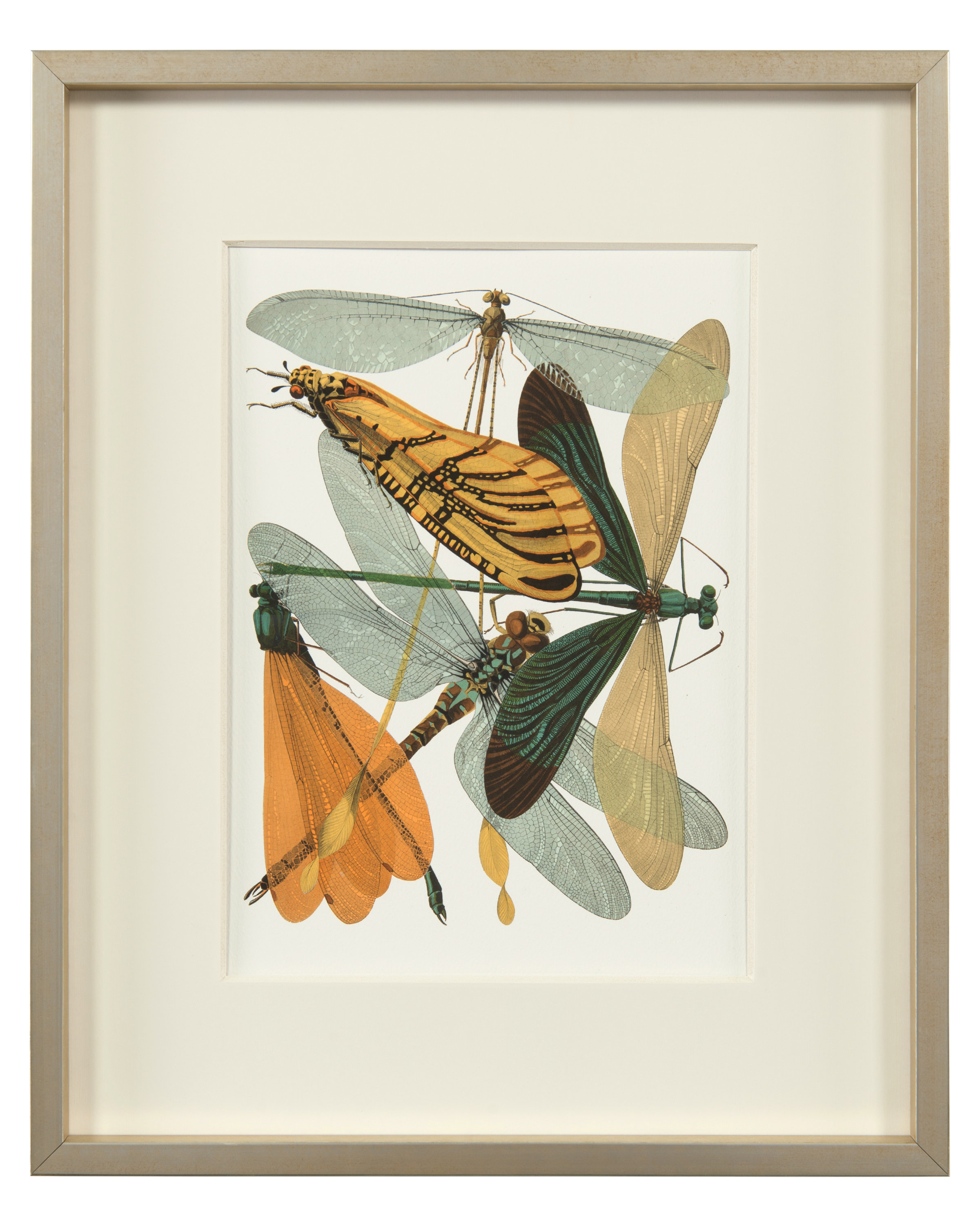 John-Richard Insect Assemblage II - Framed Graphic Art | Wayfair