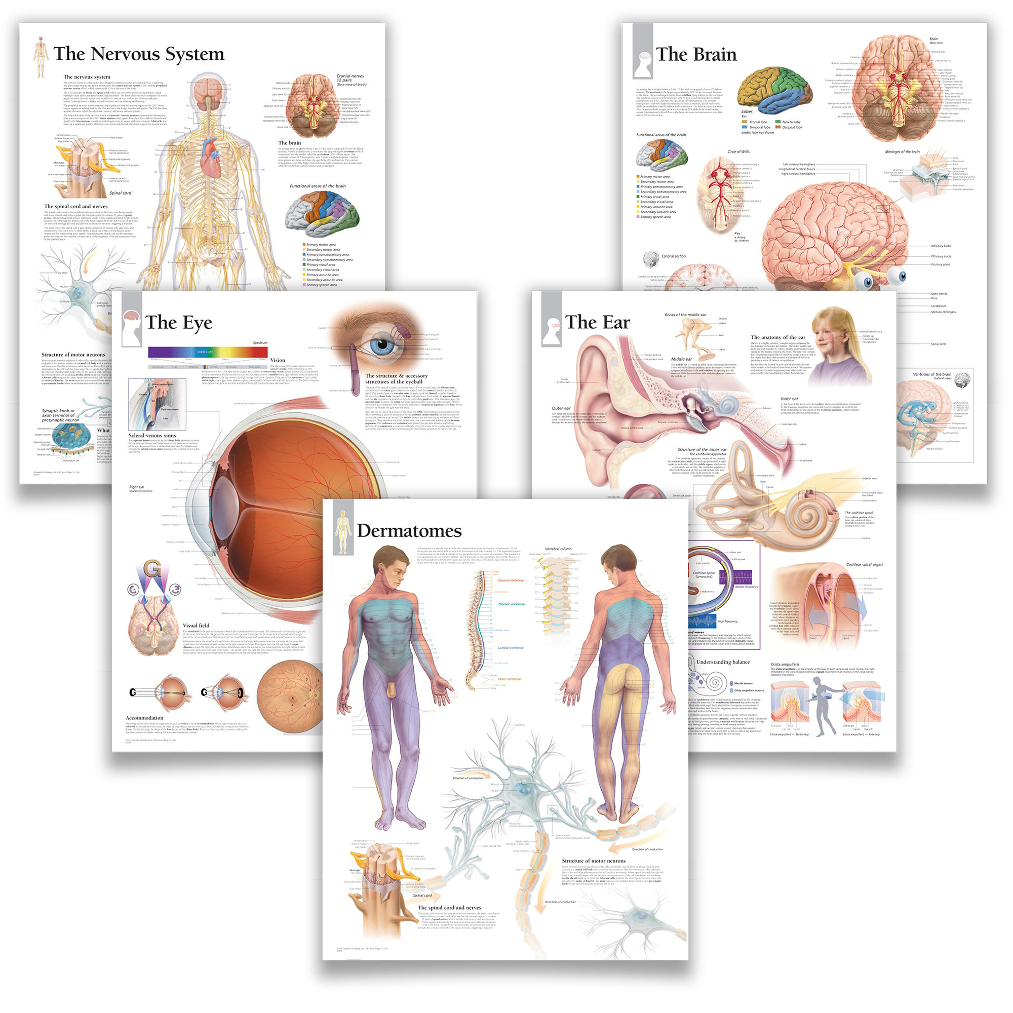 Trinx Educational Art " Nervous System, The Brain, The Eye, The Ear ...