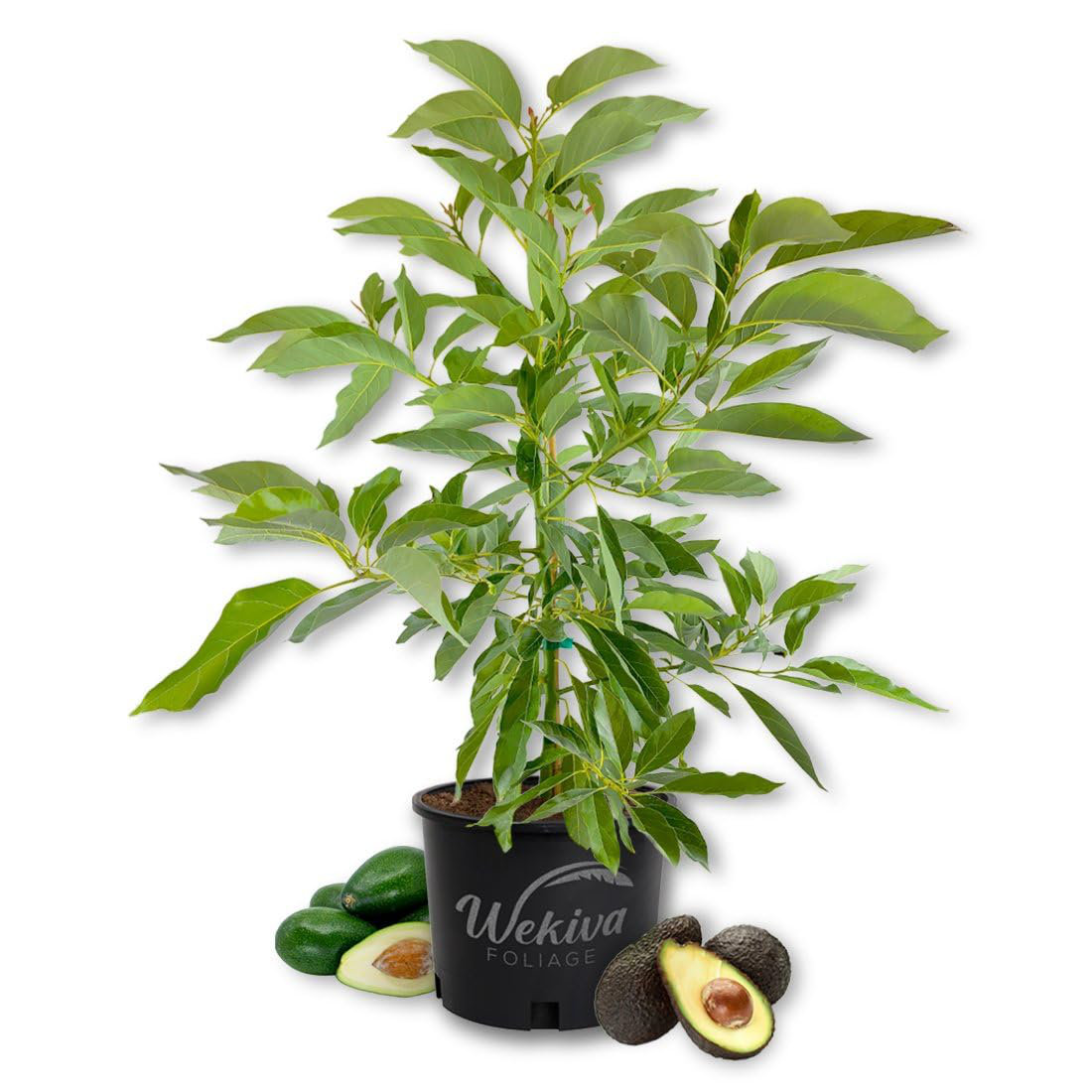 Wekiva Foliage LLC Willie Avocado Tree - Grafted - Live Plant in a 3 ...