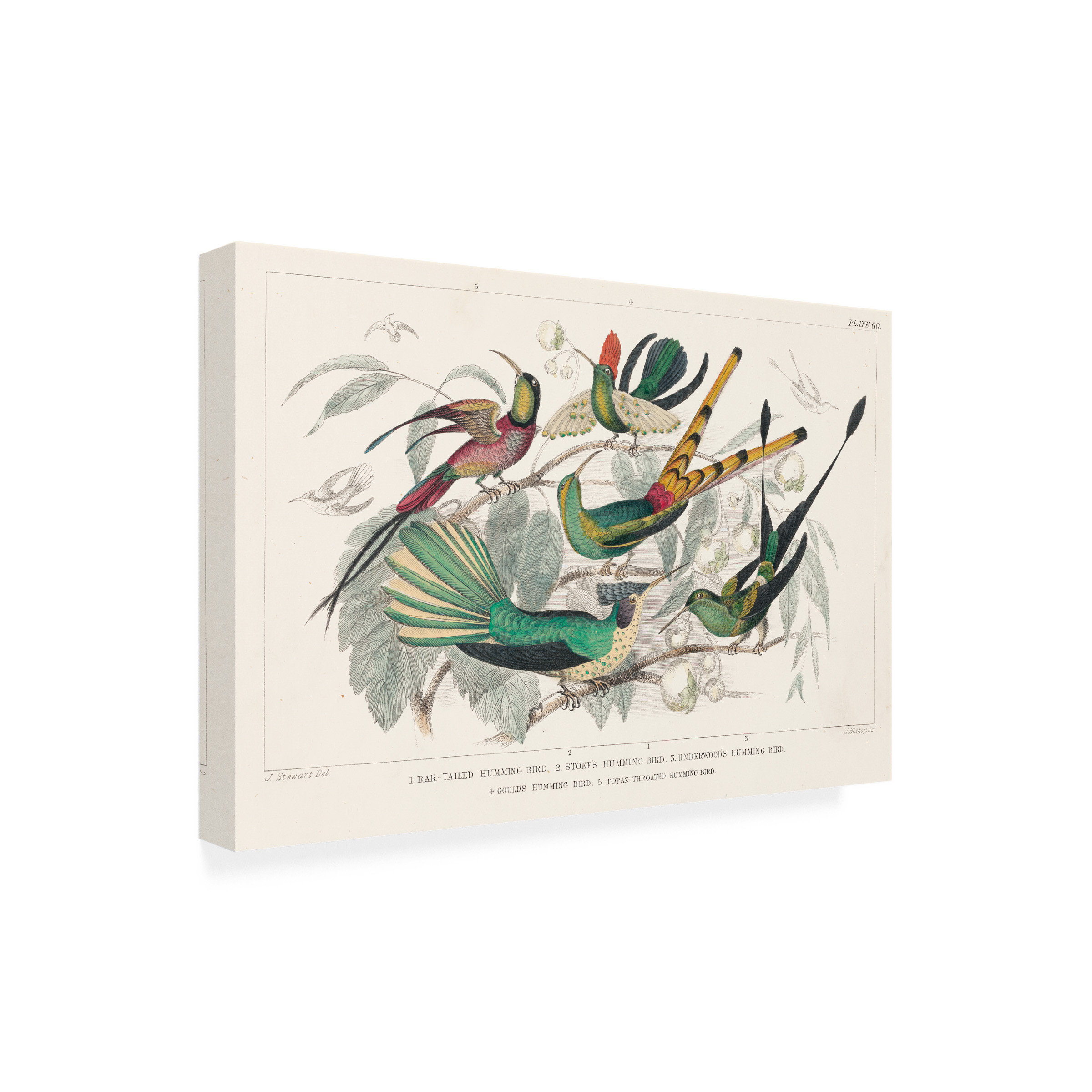 August Grove Hummingbirds Chart On Canvas by Wild Apple Portfolio Print ...