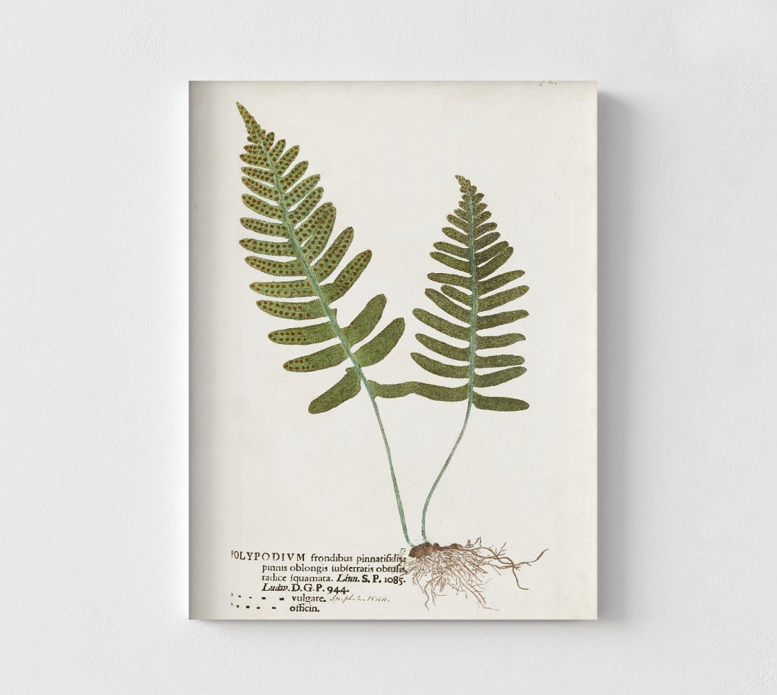 WeFrameArt Nature Printed Ferns IX By Unknown, Vintage Fern Poster ...
