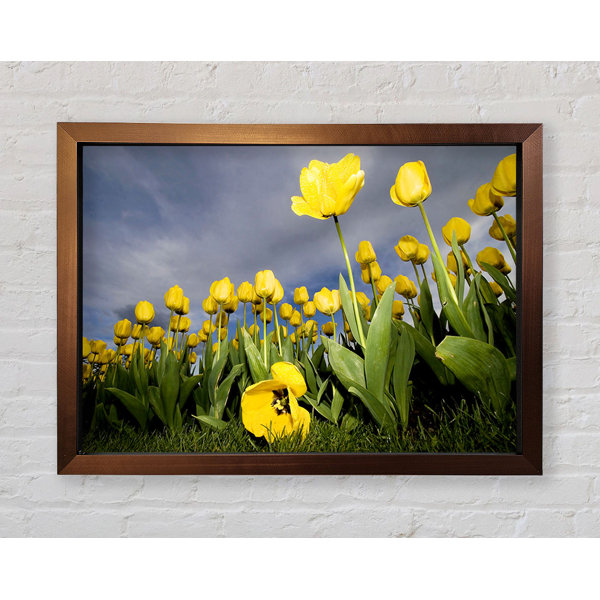 Bright Star Yellow Daisy Storms - Single Picture Frame Art Prints ...