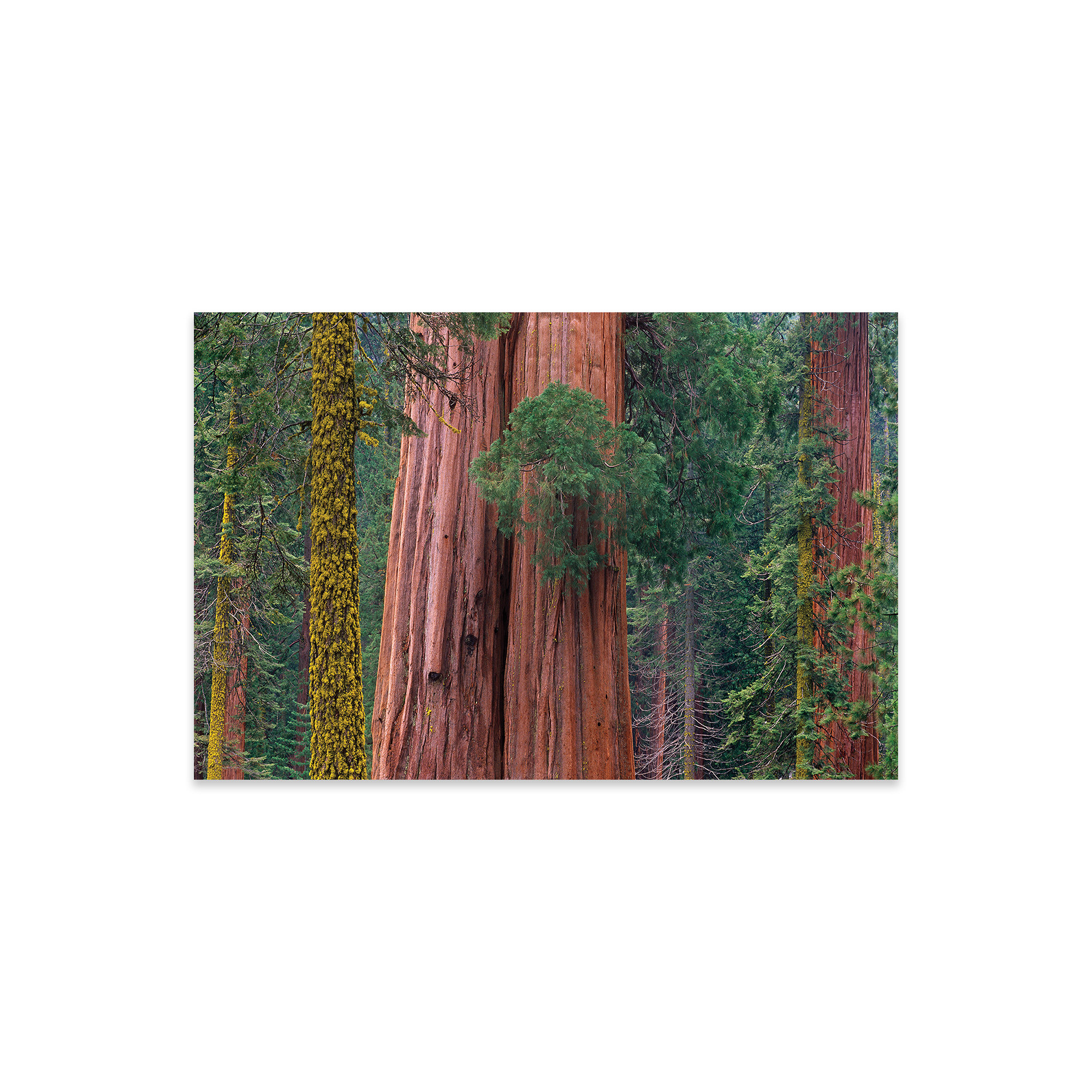 Millwood Pines Gwynevere Giant Sequoia Trees, California by Tim ...