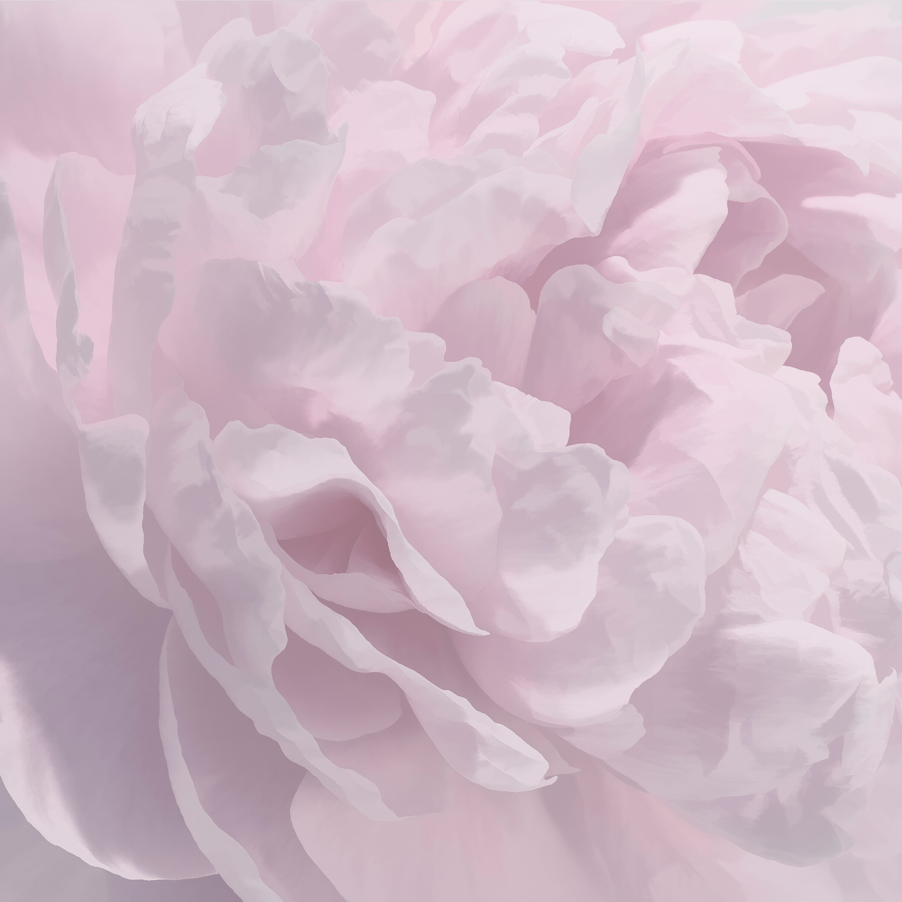 Winston Porter Blynda Peony Pink I by David Pollard - Wrapped Canvas ...