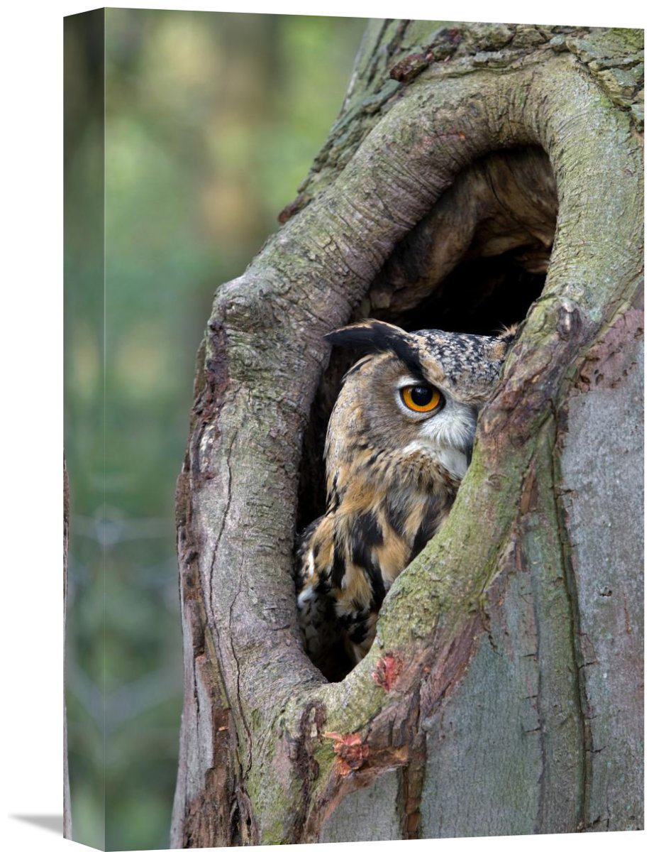 Global Gallery 'Eurasian Eagle-Owl Looking Out from a Tree Cavity ...