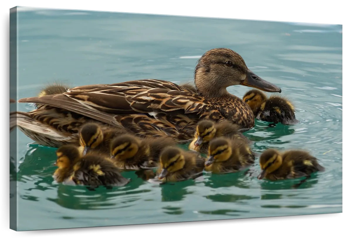 Ebern Designs Brampt Duck Family Huddle - Wayfair Canada