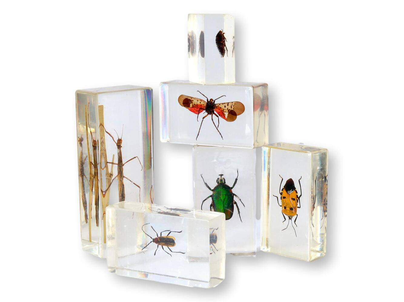 Rose Victoria Entomology Busy Science, Specimens | Wayfair