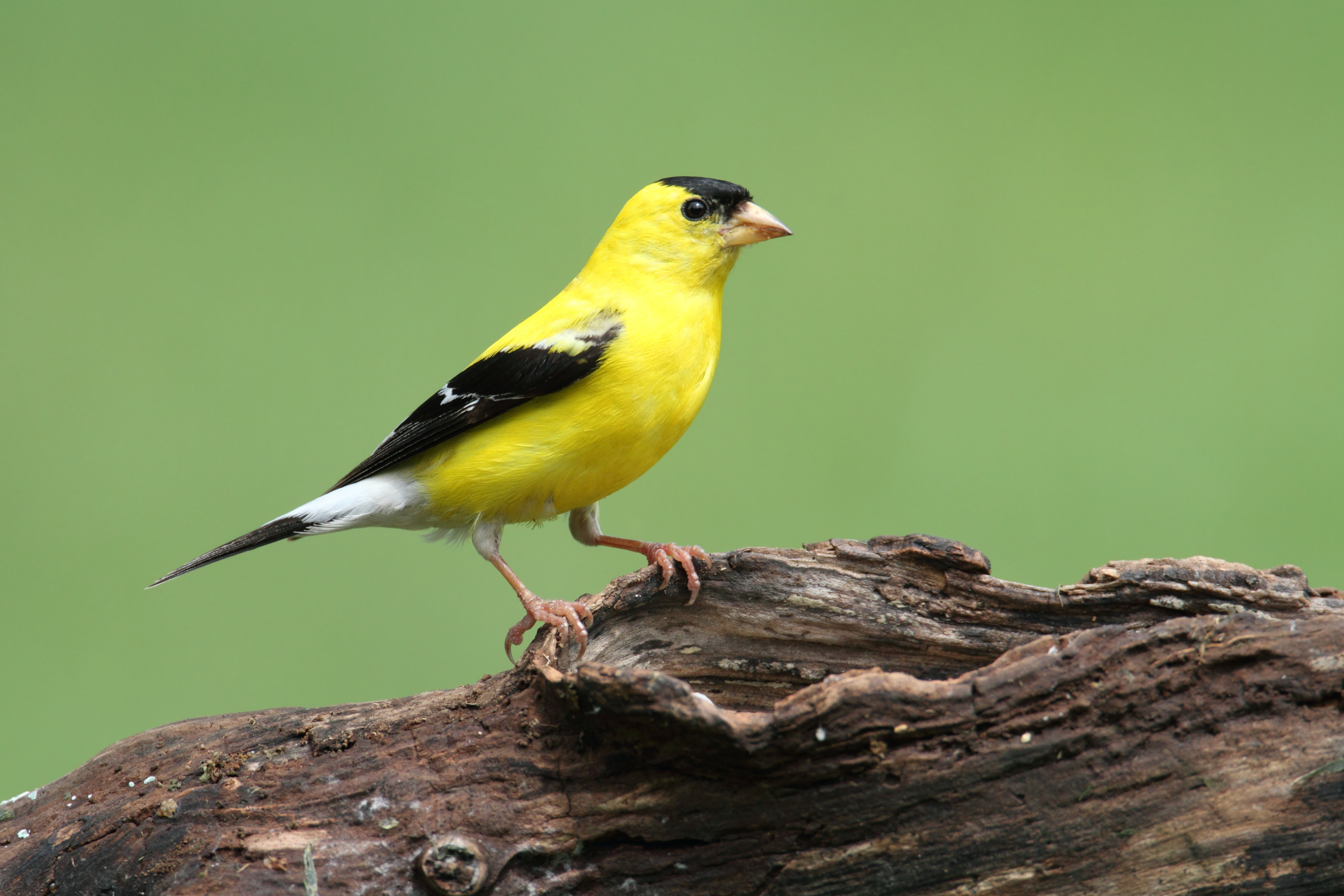Ebern Designs American Goldfinch by Stevebyland - Wrapped Canvas ...