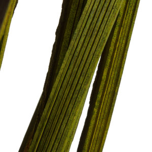 AllModern 28"-36" Splinter Grass Bundle, 22oz Dried & Reviews | Wayfair