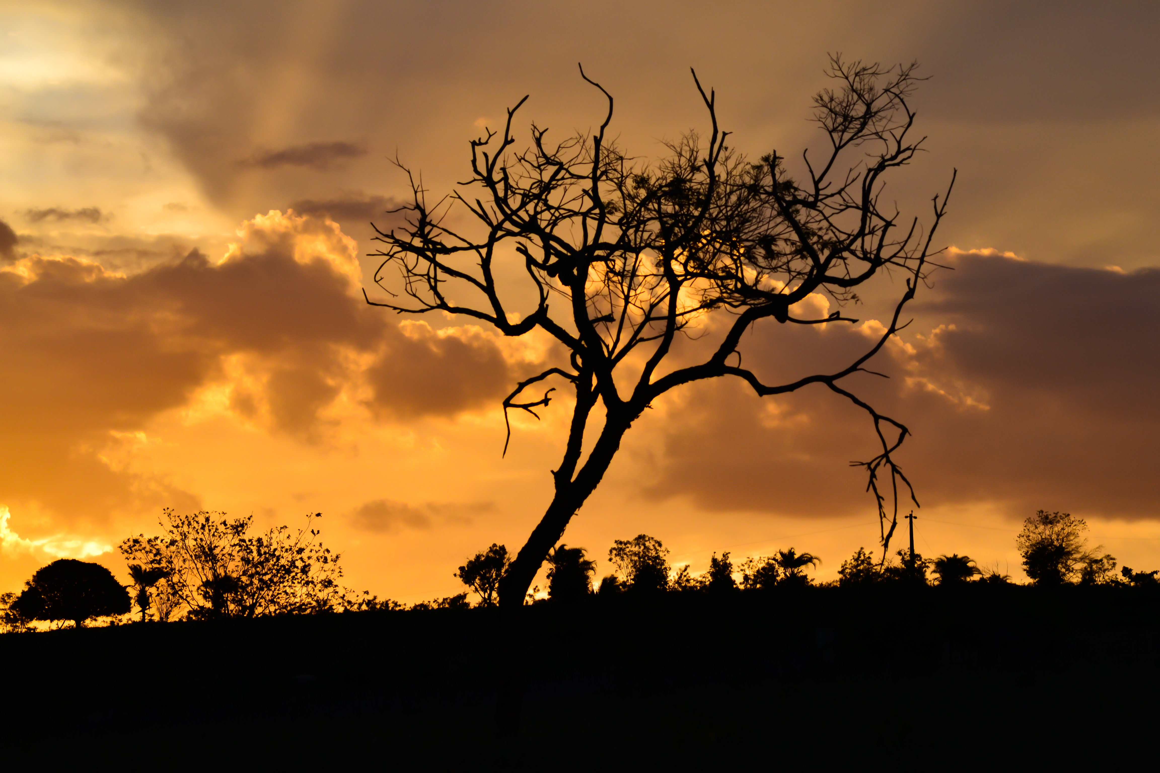 Ebern Designs Tree On Fire On Canvas by Gervanio Print | Wayfair