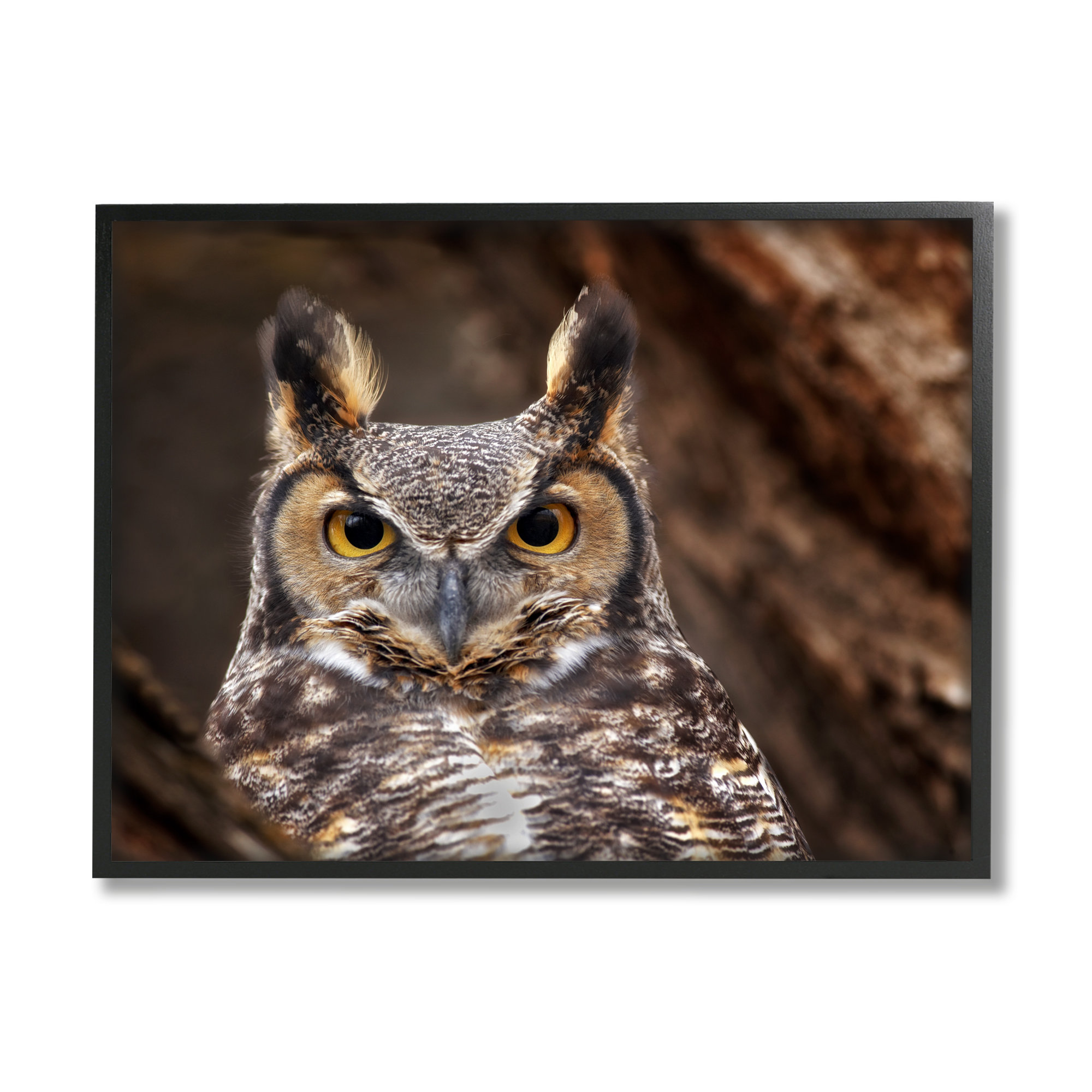 Stupell Industries Horned Owl Nature Photography Framed Giclee Art By ...