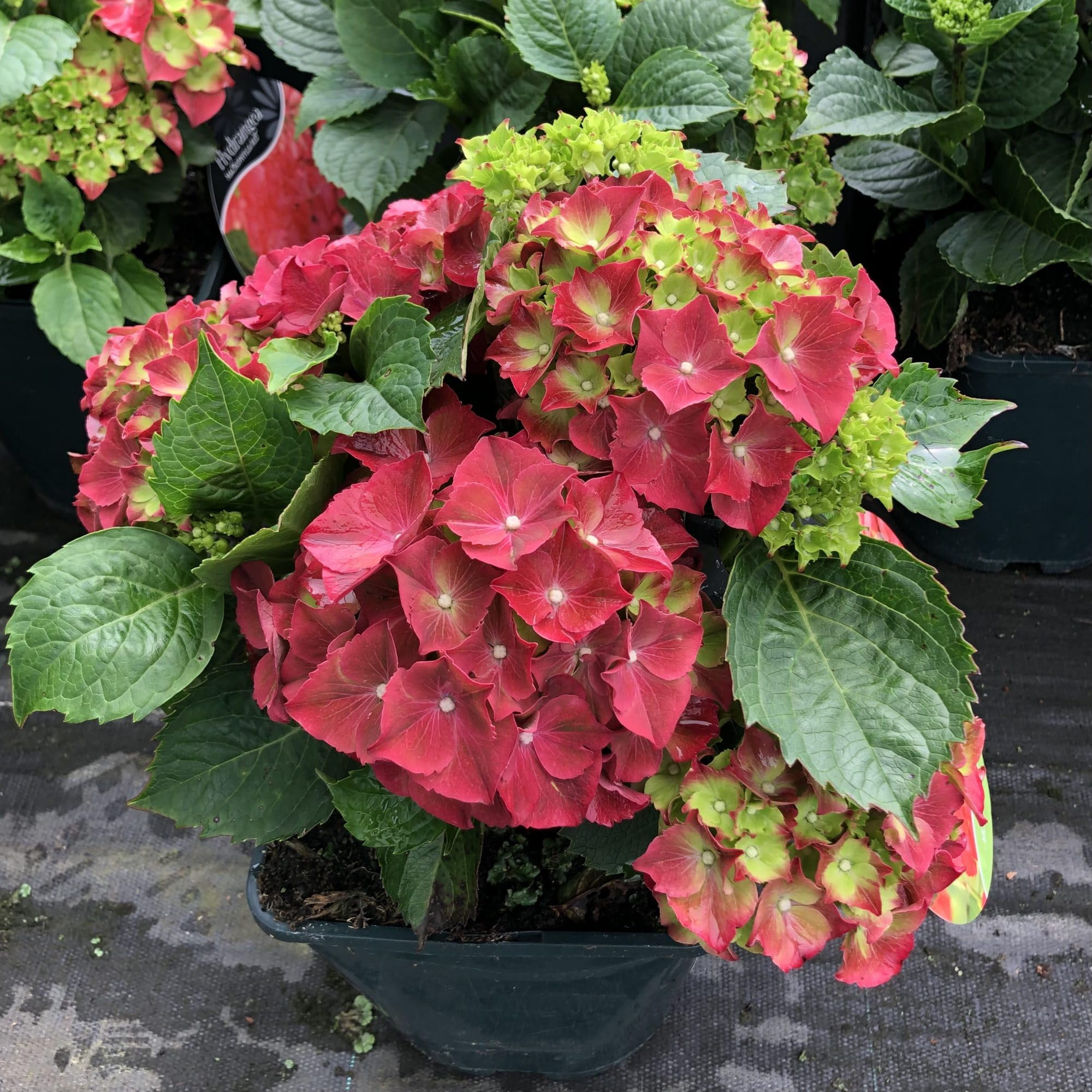 Wekiva Foliage LLC Red Hortensia Plant - Live Plants in 6 Inch Pots ...