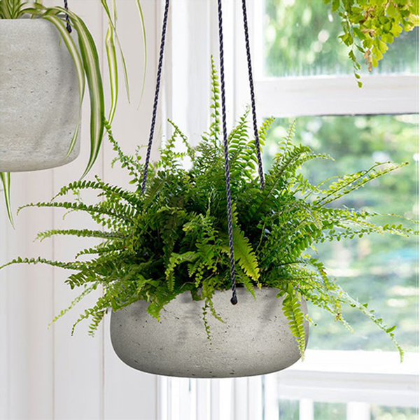 Ebern Designs Donji 11" Wide Circular Medium Hanging Pot | Wayfair