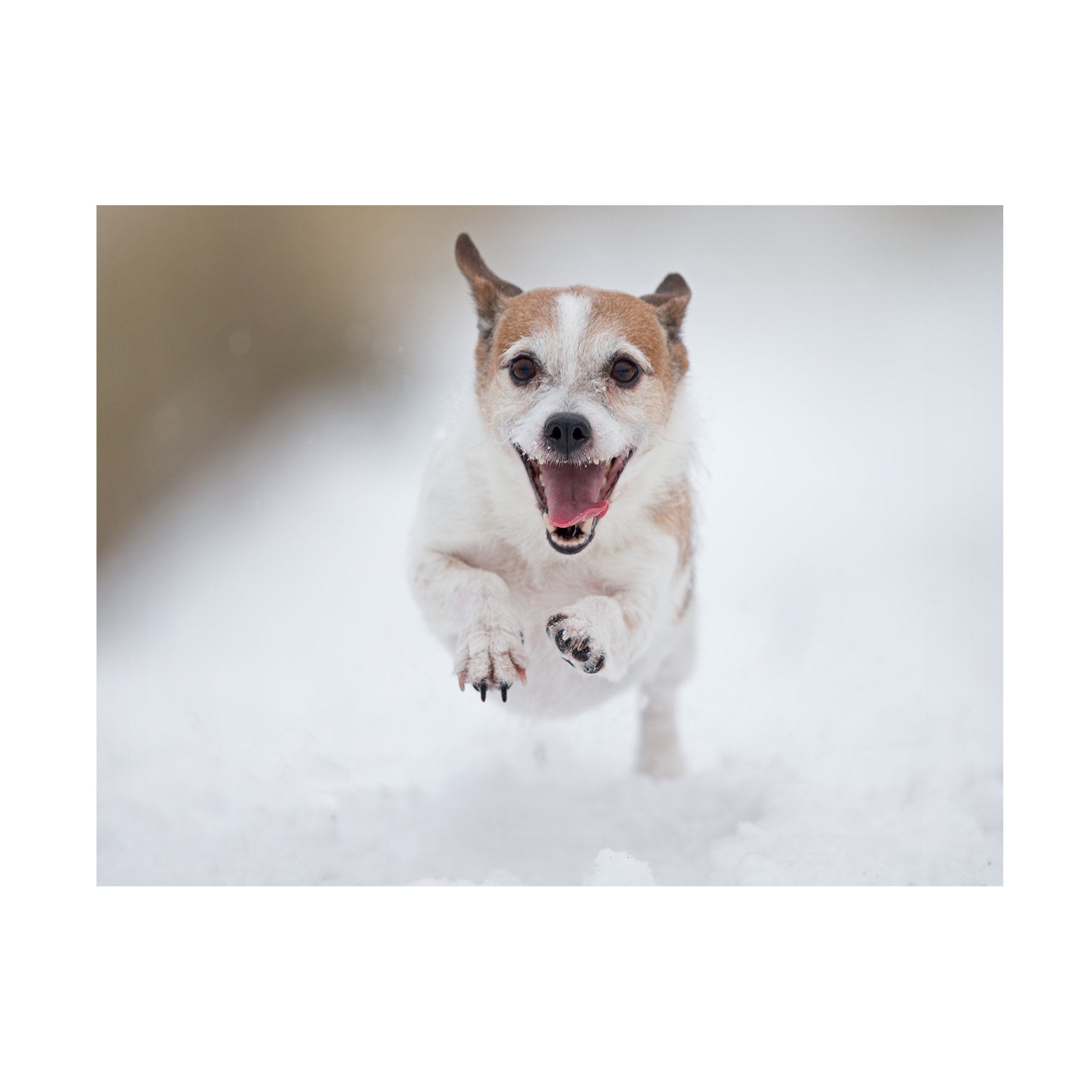 August Grove® Wrapped Canvas Wall Art - Thomas Jensen 'Playing In The ...