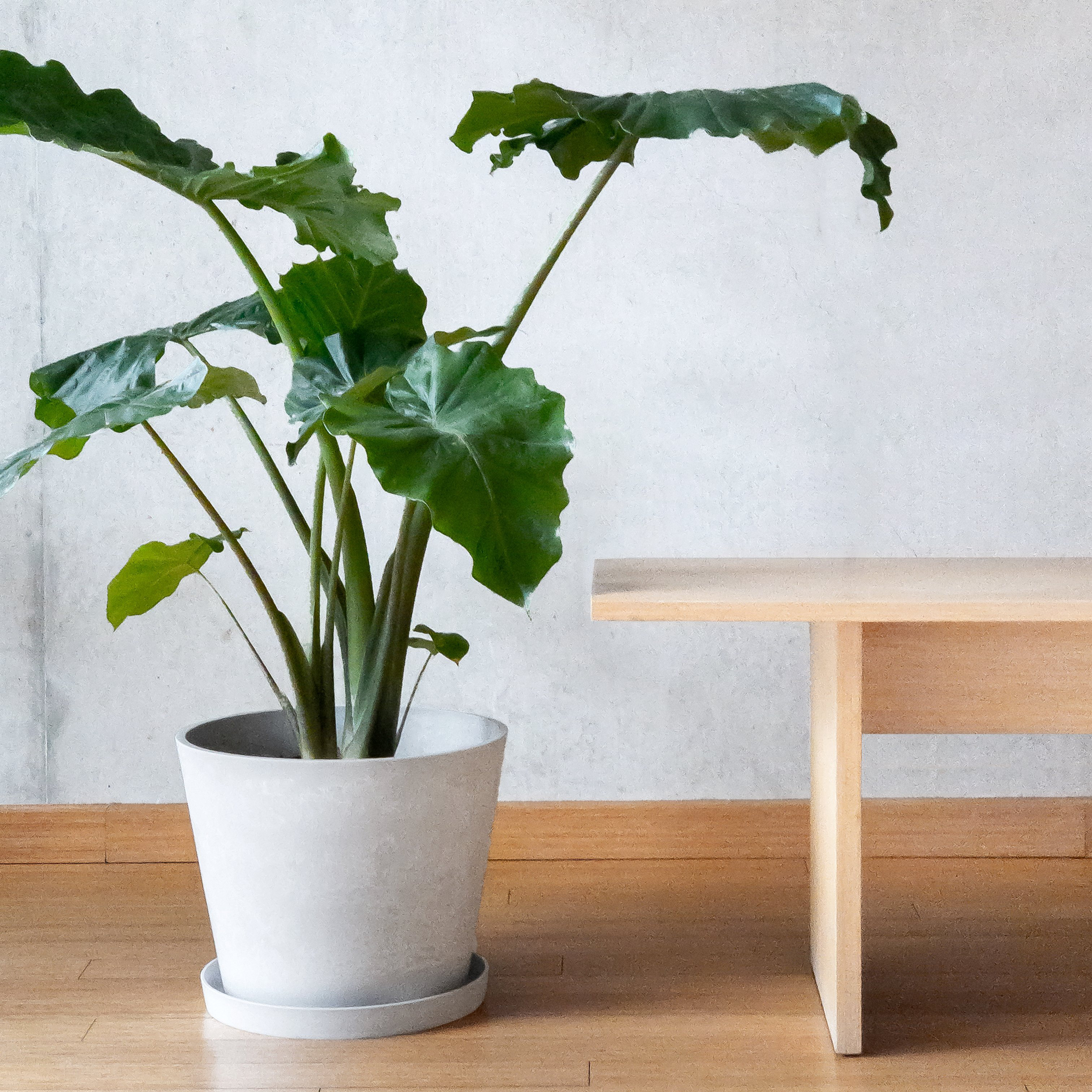 Kanso Designs Pot Plants | Wayfair