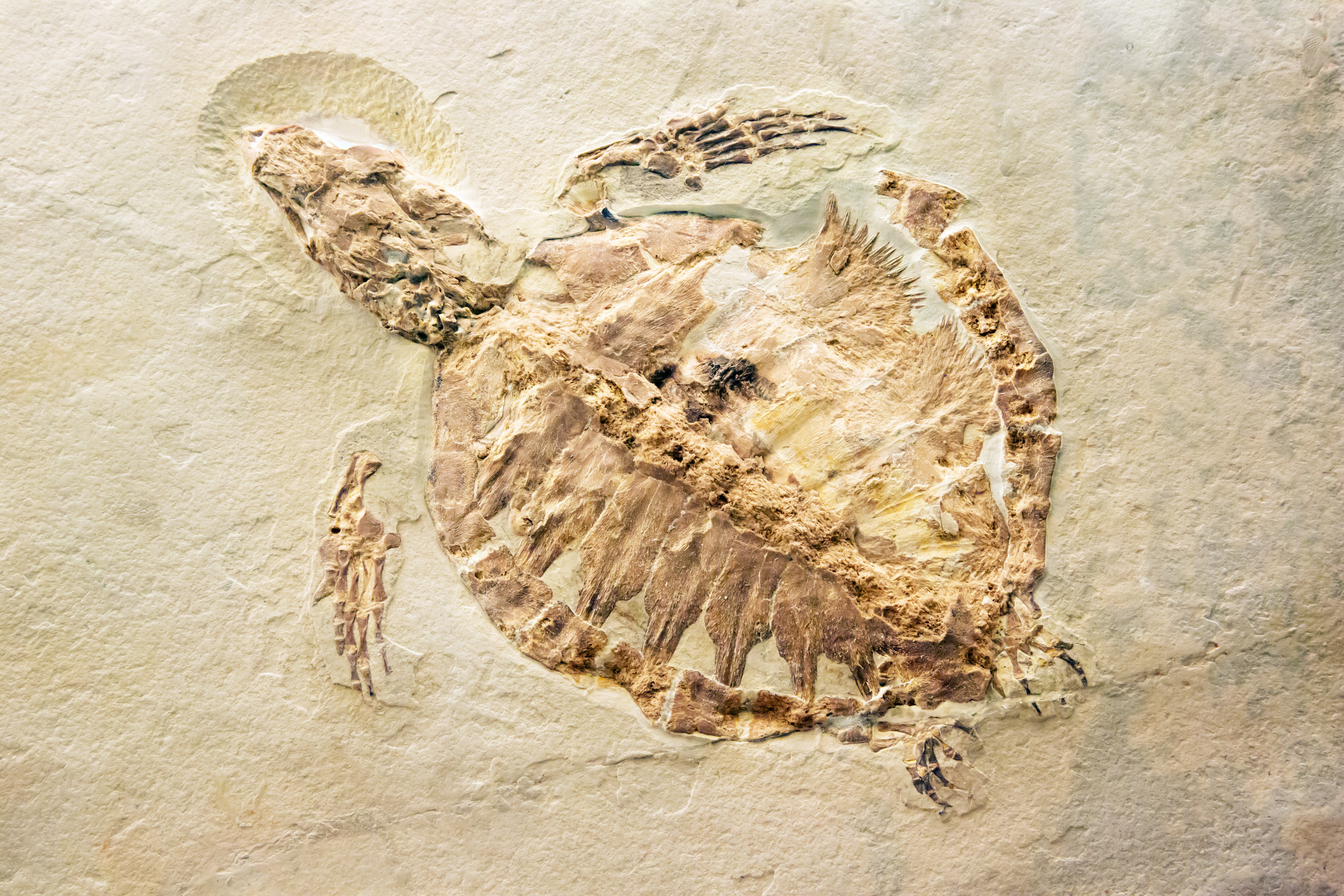 Ebern Designs Fossil Of A Turtle On Canvas by Manakin Photograph | Wayfair