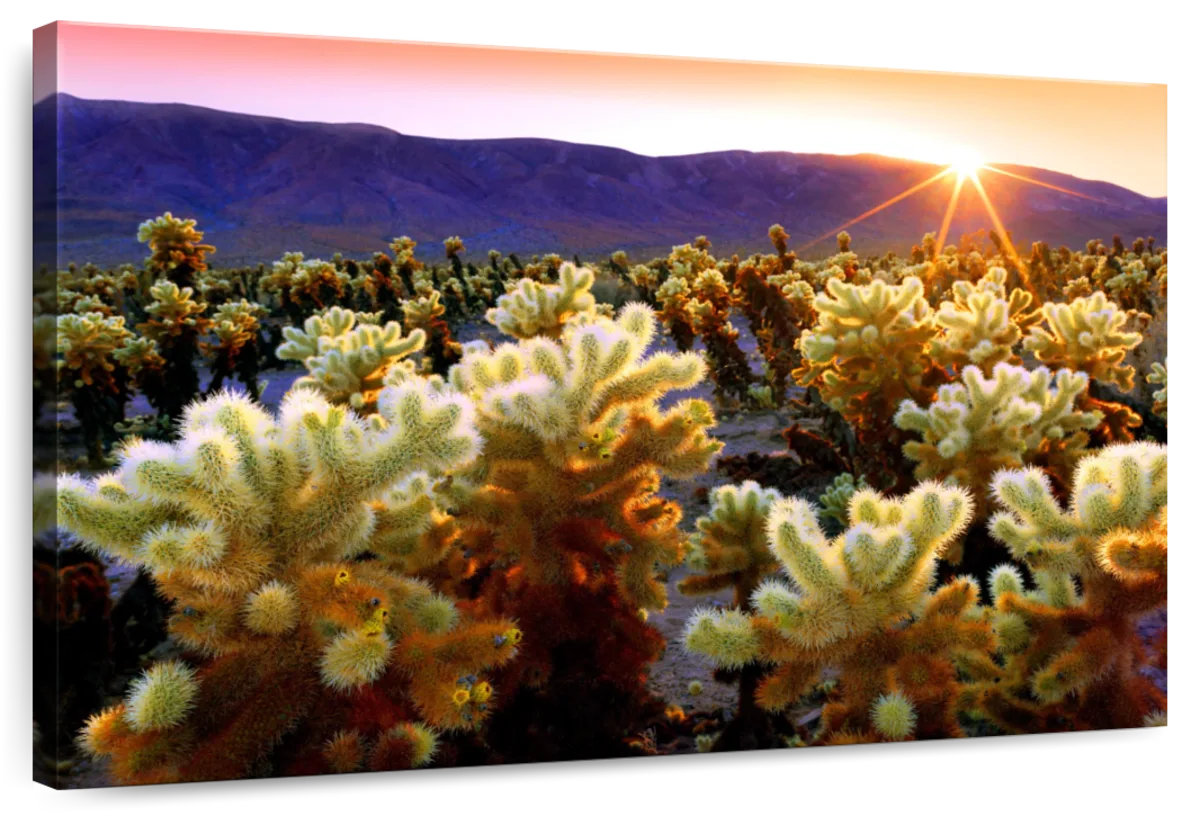 August Grove Joshua Tree National Park I - Wayfair Canada